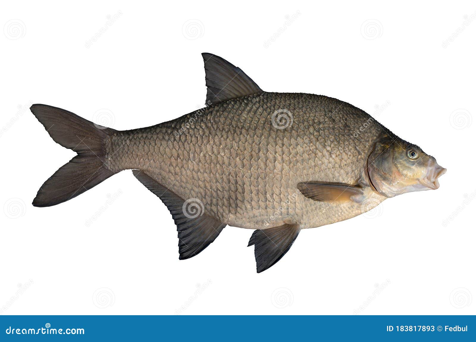 Fresh Alive White-eye Bream Fish Isolated On White Background. Ballerus ...