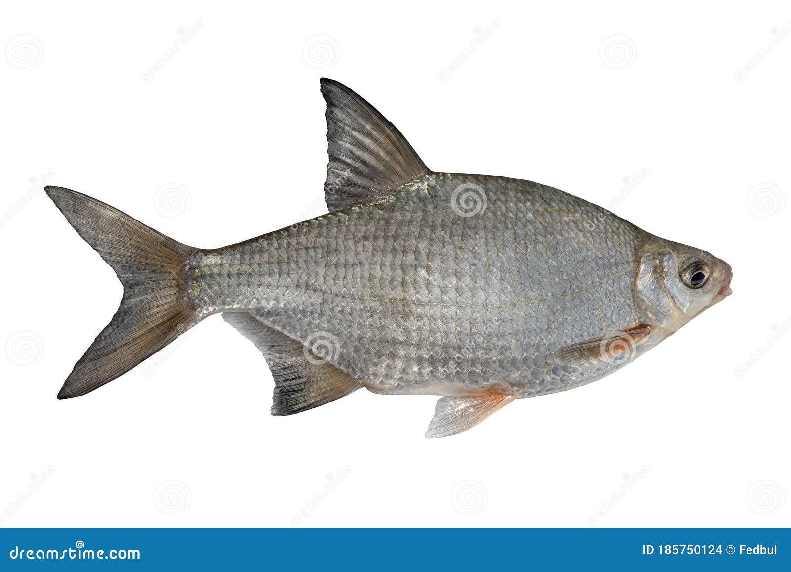 Fresh Alive White-eye Bream Fish Isolated On White Background. Ballerus ...