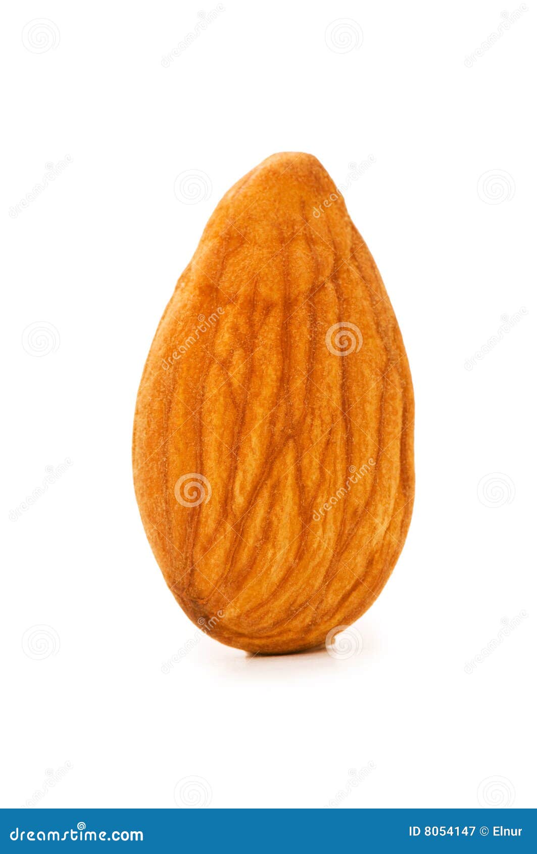 Fresh almond isolated stock image. Image of abundance - 8054147