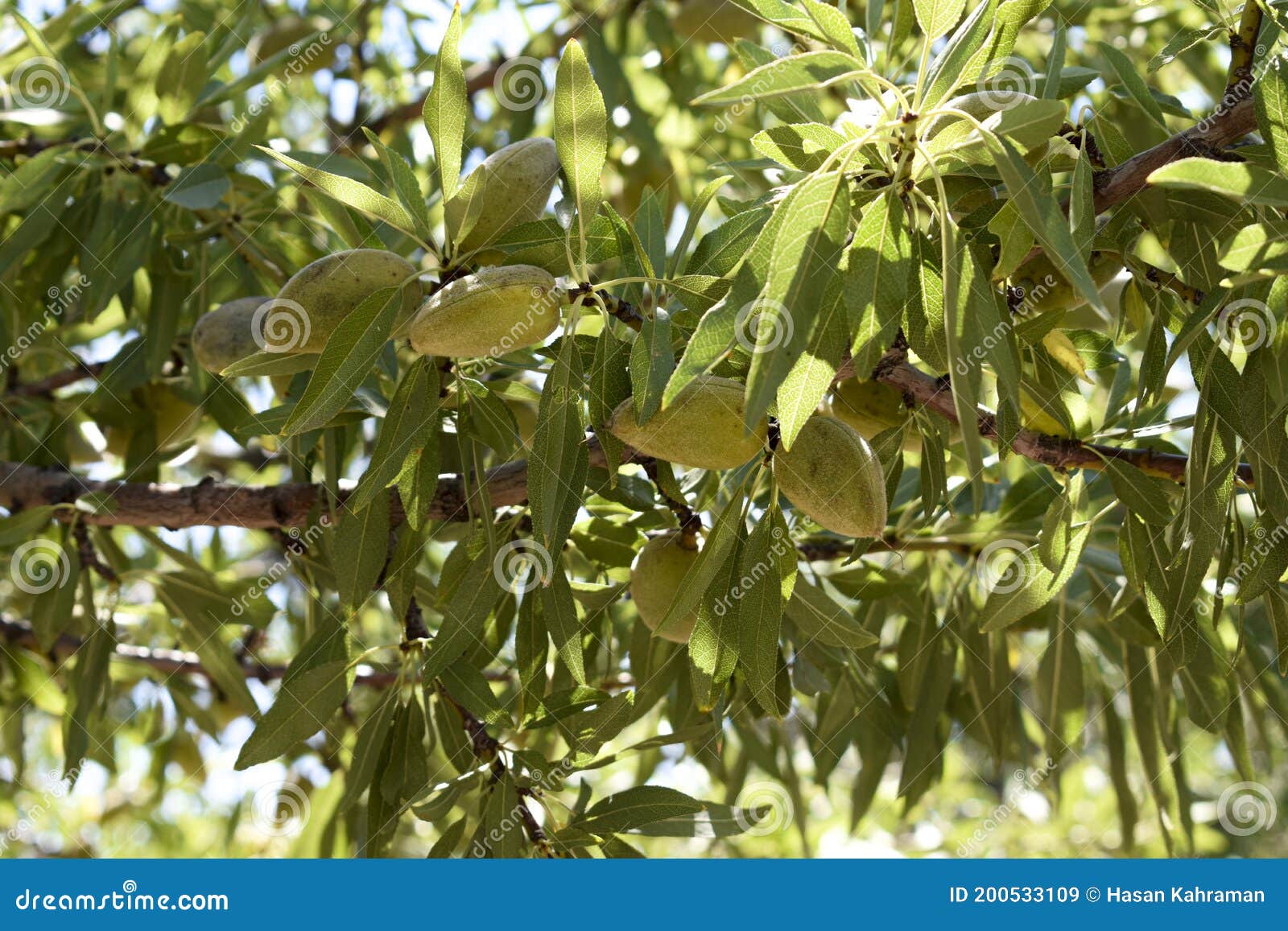 Fresh Almonds on Tree Branch Stock Image - Image of garden, greeneryn ...