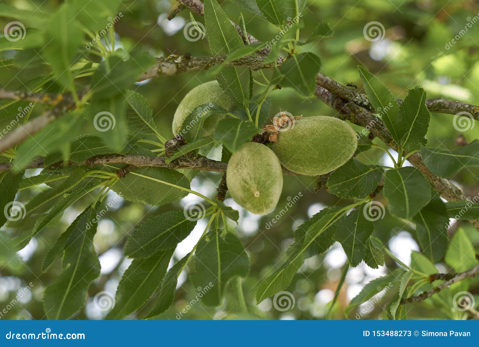 Fresh almonds on the tree stock image. Image of ingredient - 153488273