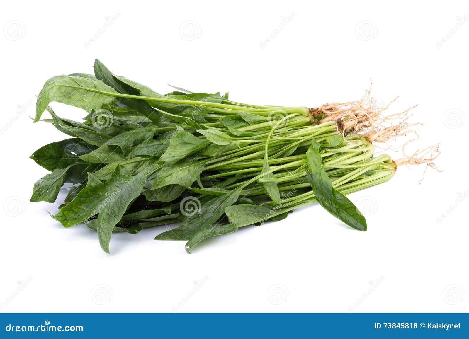Fresh Amaranth Leaves Isolated on White Background Stock Photo - Image ...