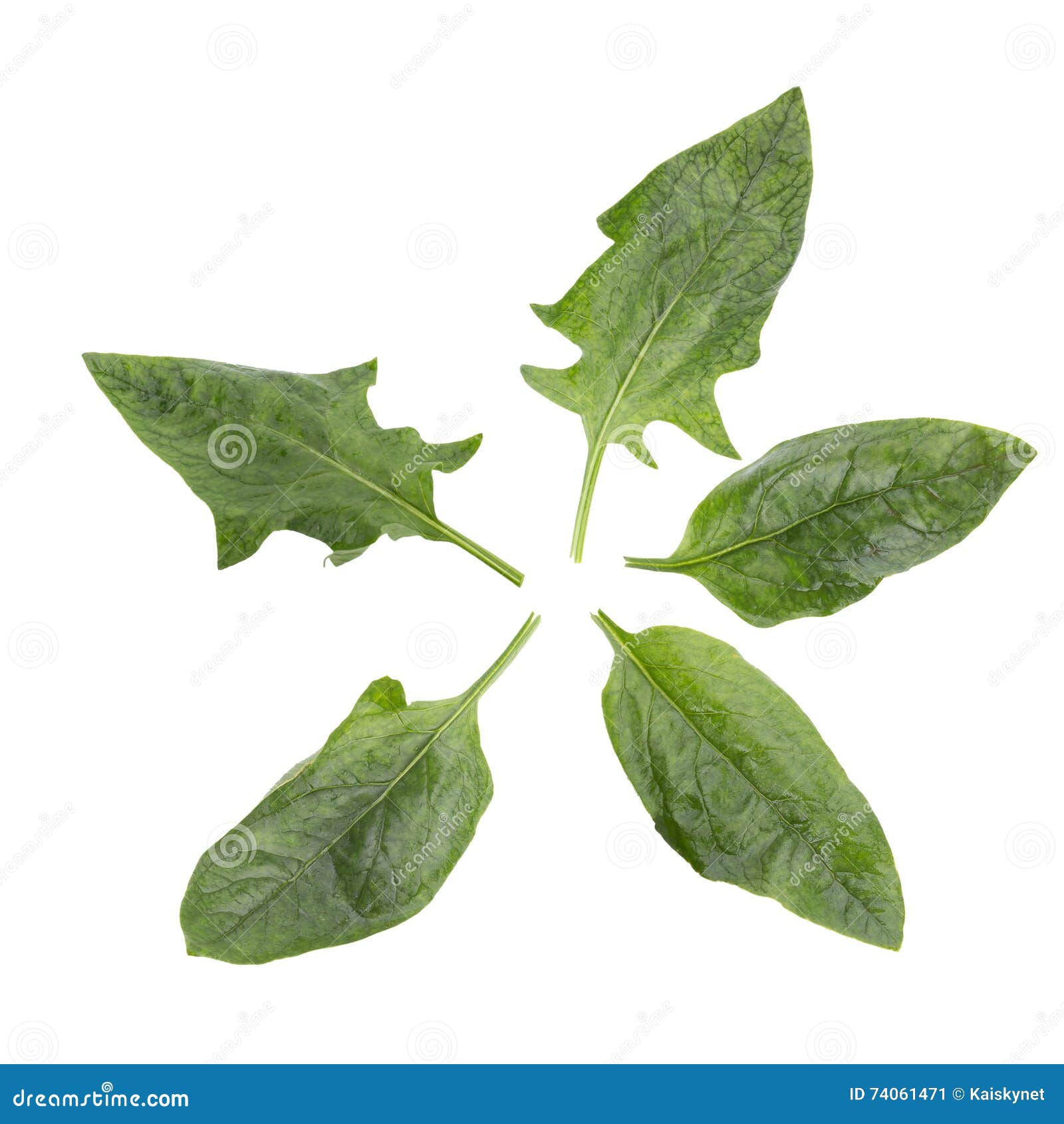 Fresh Amaranth Leaves Isolated on White Background Stock Image - Image ...
