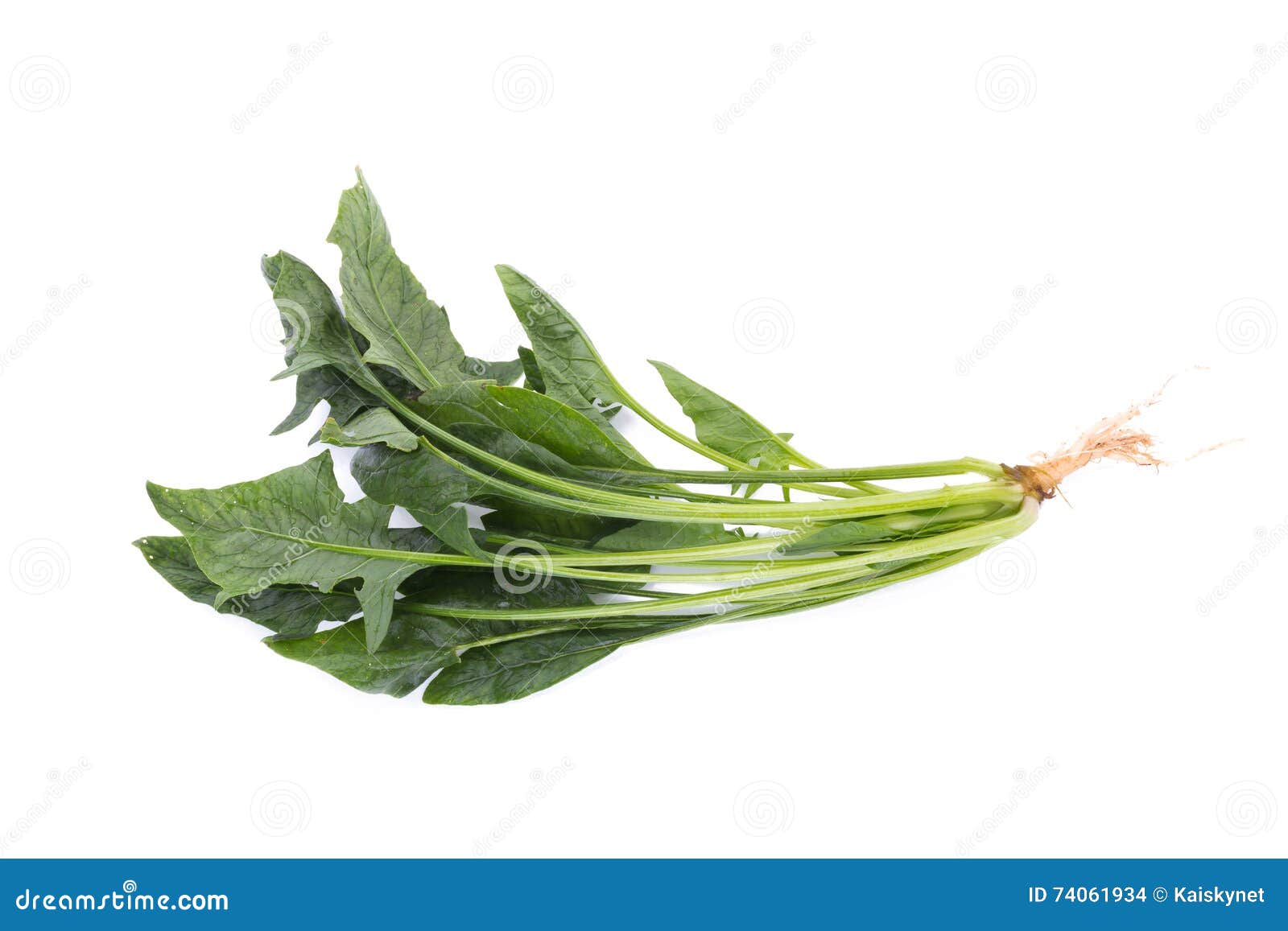 Fresh Amaranth Leaves Isolated on White Background Stock Photo - Image ...