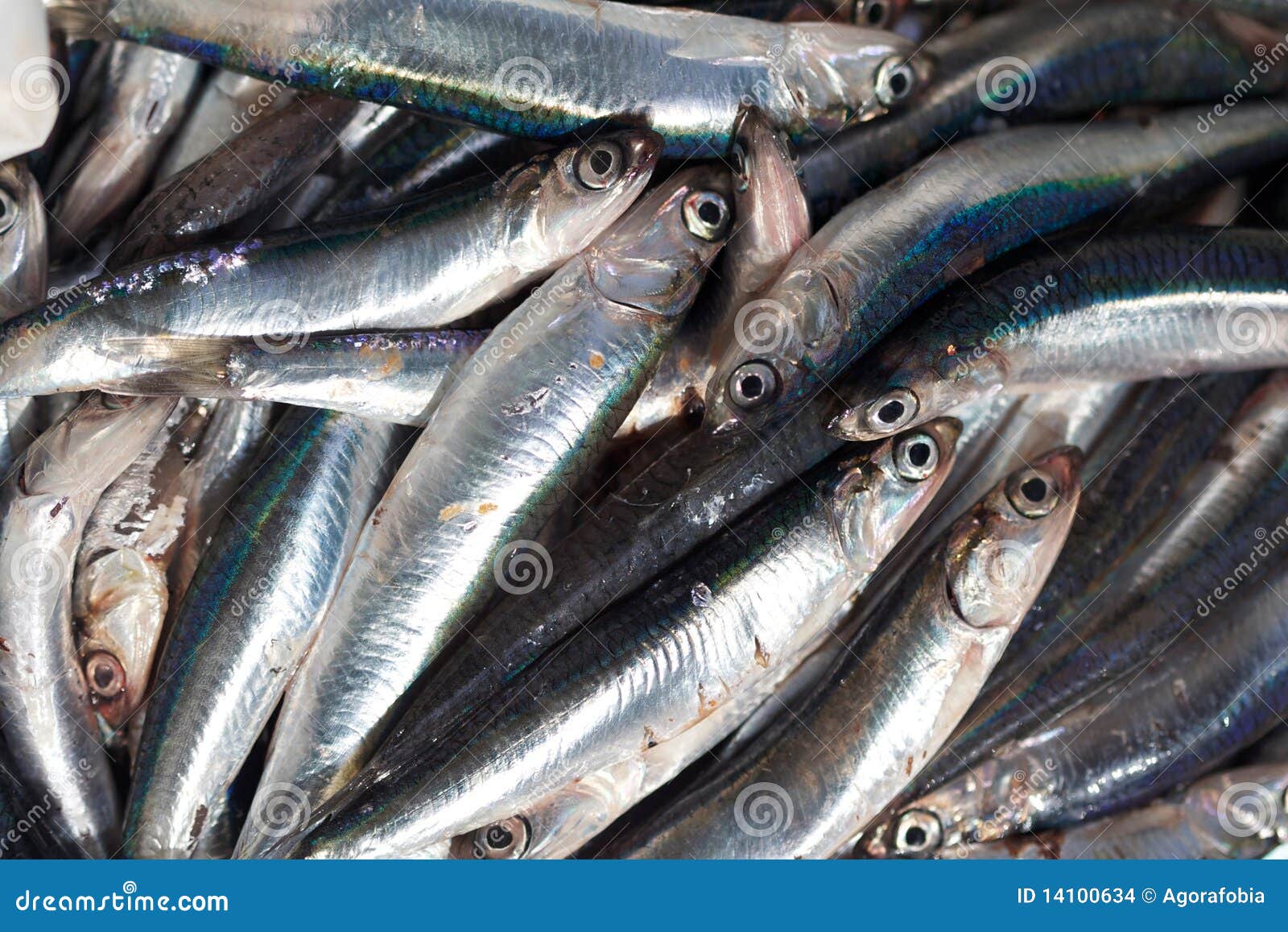 Fresh anchovies stock photo. Image of outdoor, cuisine - 14100634