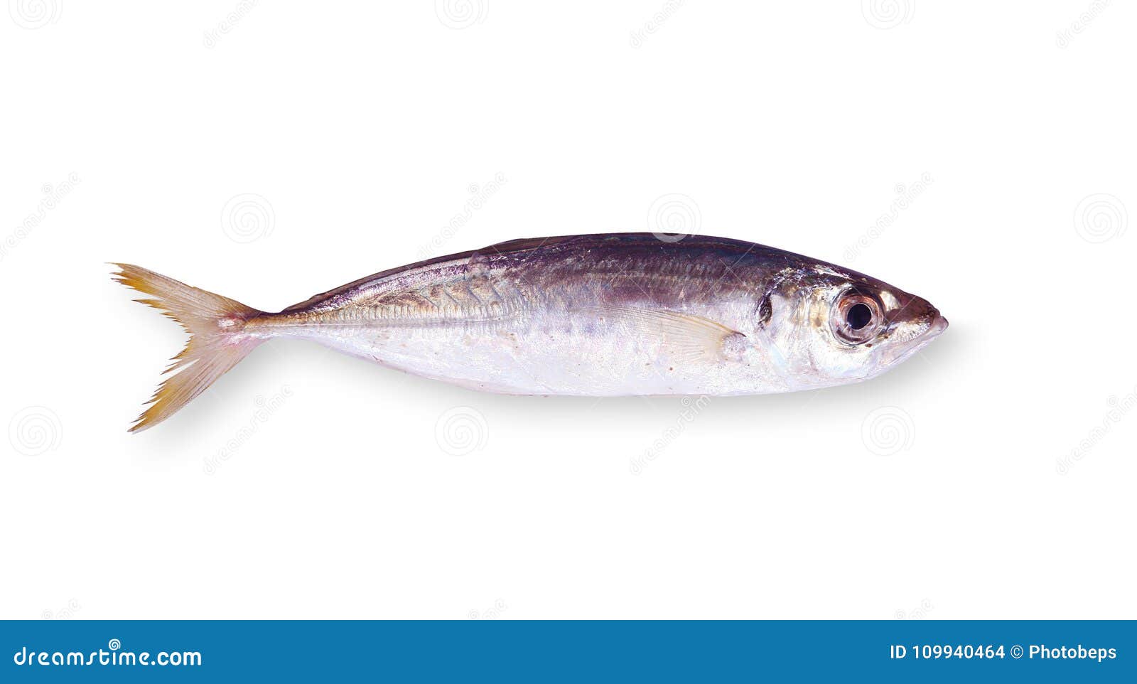 Fresh Anchovy in White Background Stock Photo - Image of ingredient ...