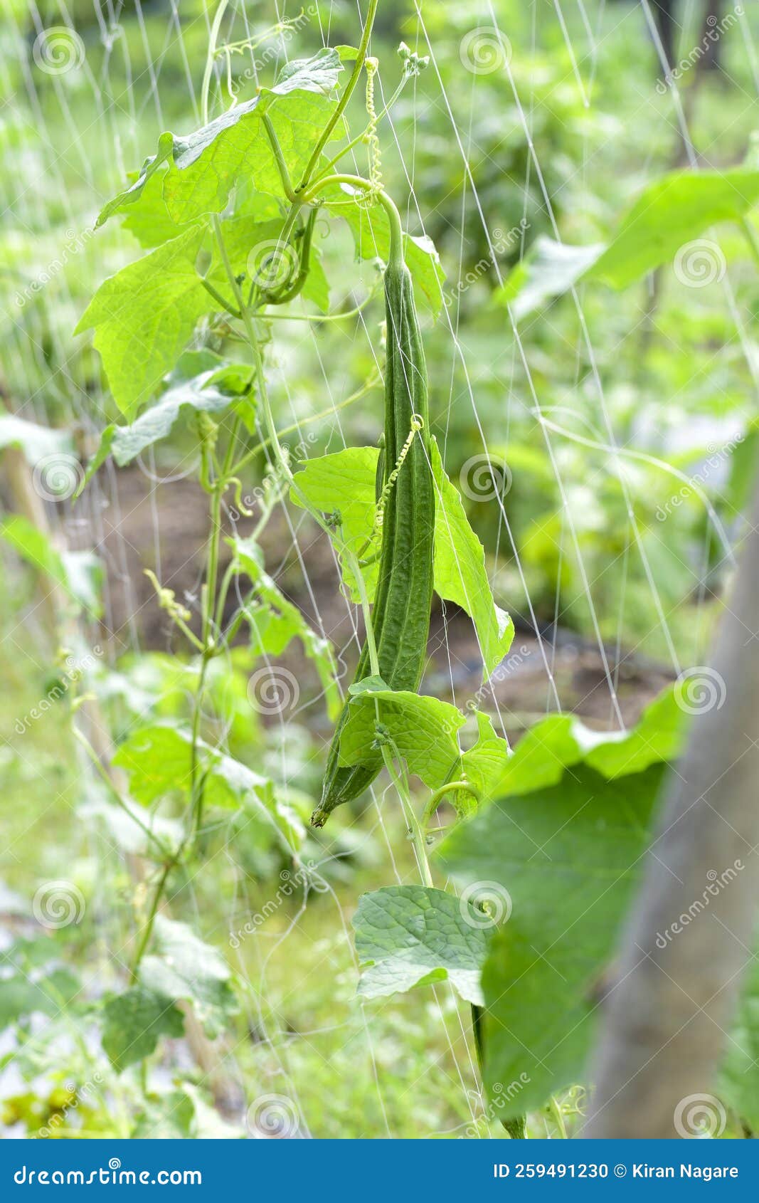 Fresh Angled Gourd, Ridge Gourd Stock Photo - Image of healthy, nature ...