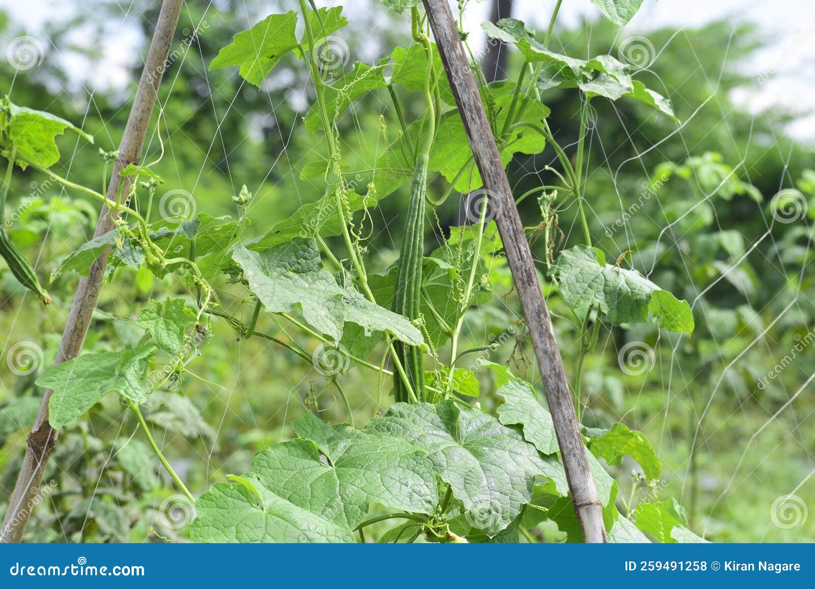 Fresh Angled Gourd, Ridge Gourd Stock Photo - Image of angled, ridged ...