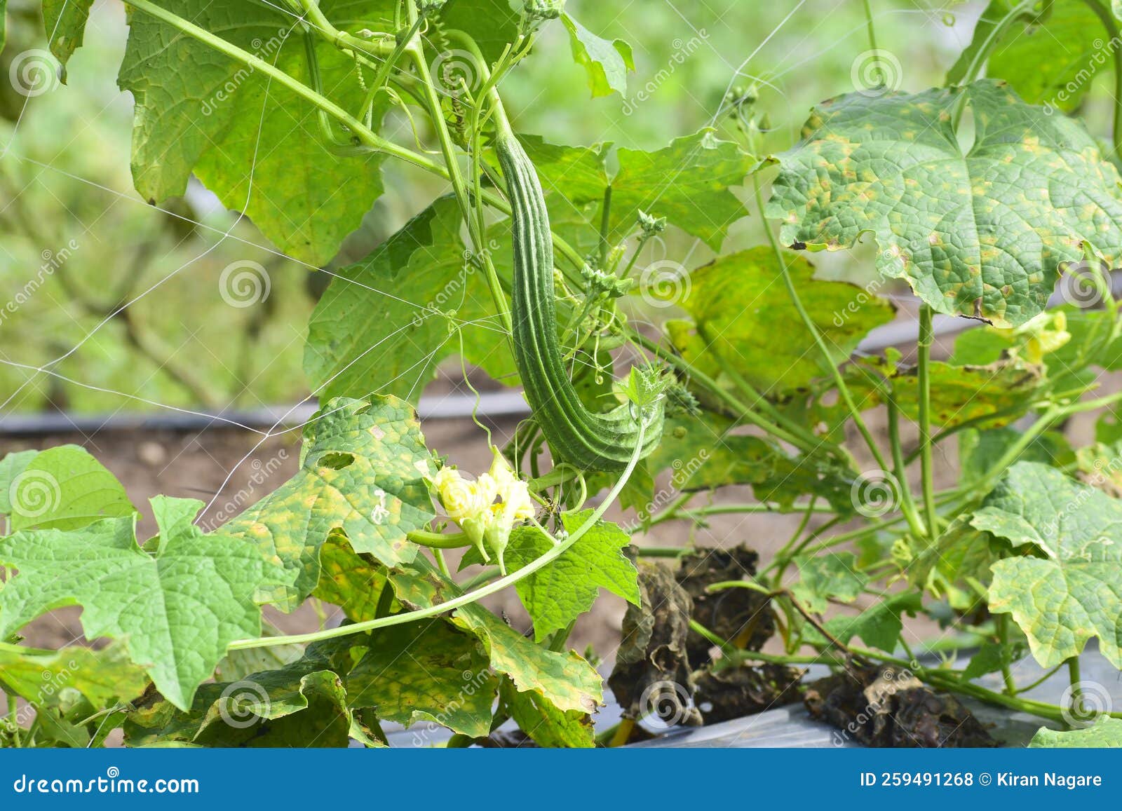 Fresh Angled Gourd, Ridge Gourd Stock Photo - Image of traditional ...