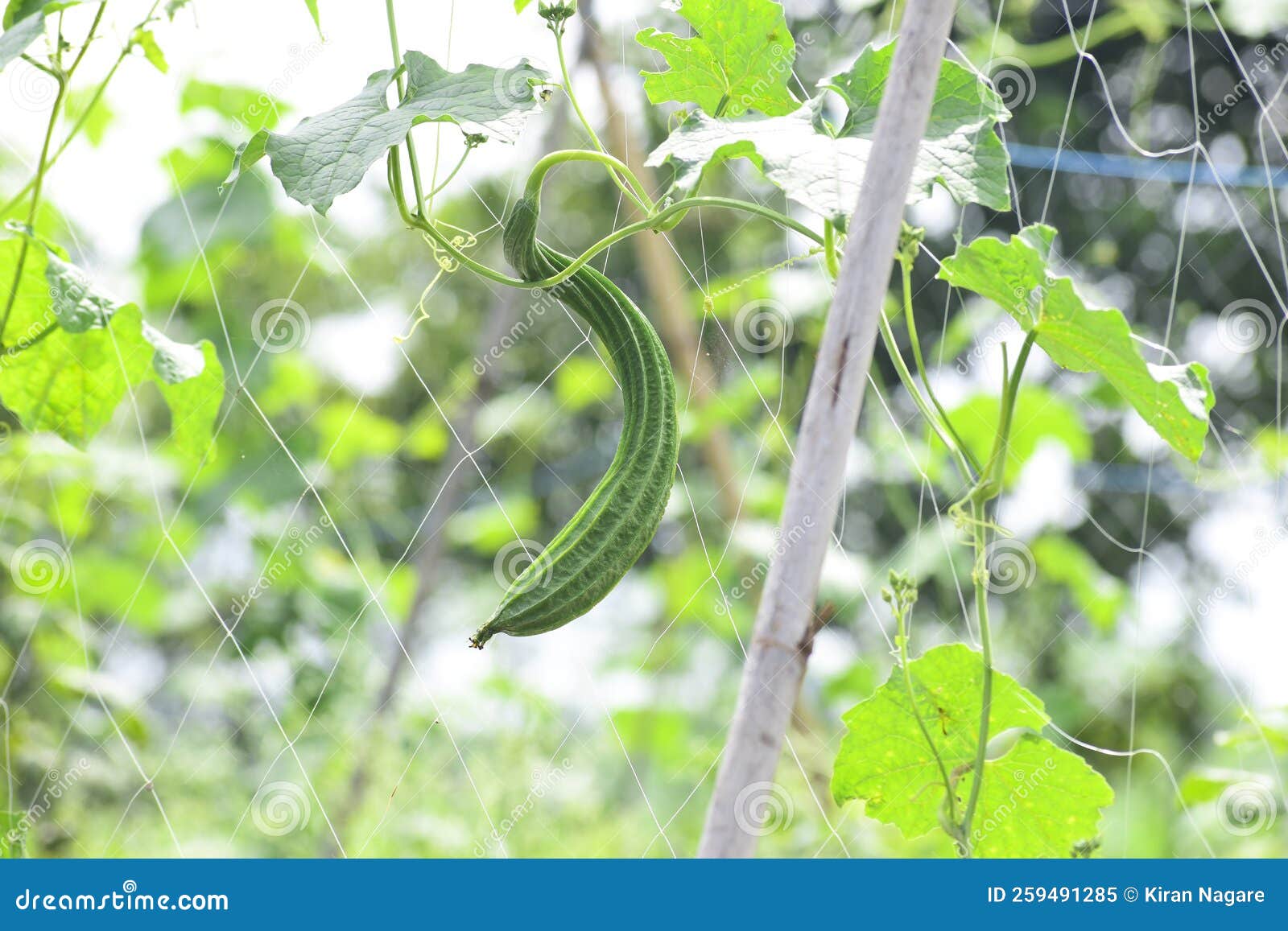 Fresh Angled Gourd, Ridge Gourd Stock Image - Image of park, white ...