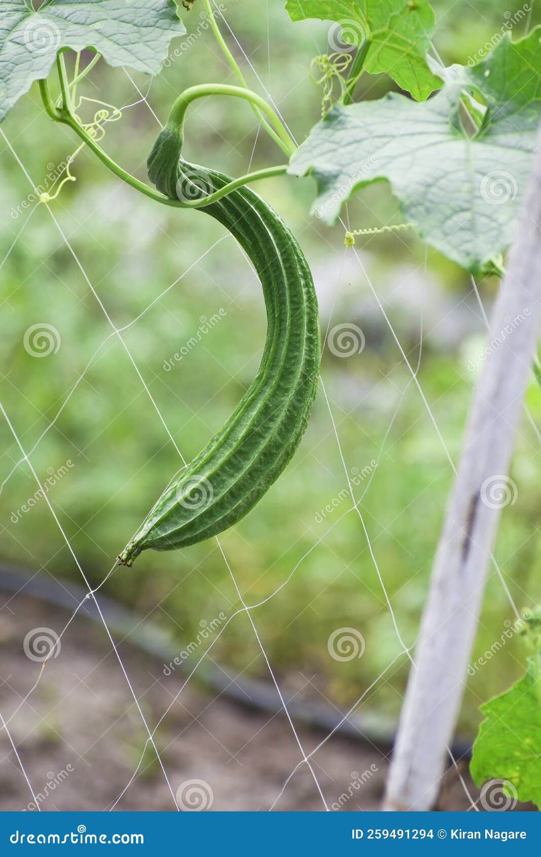 Fresh Angled Gourd, Ridge Gourd Stock Photo - Image of sponge, garden ...