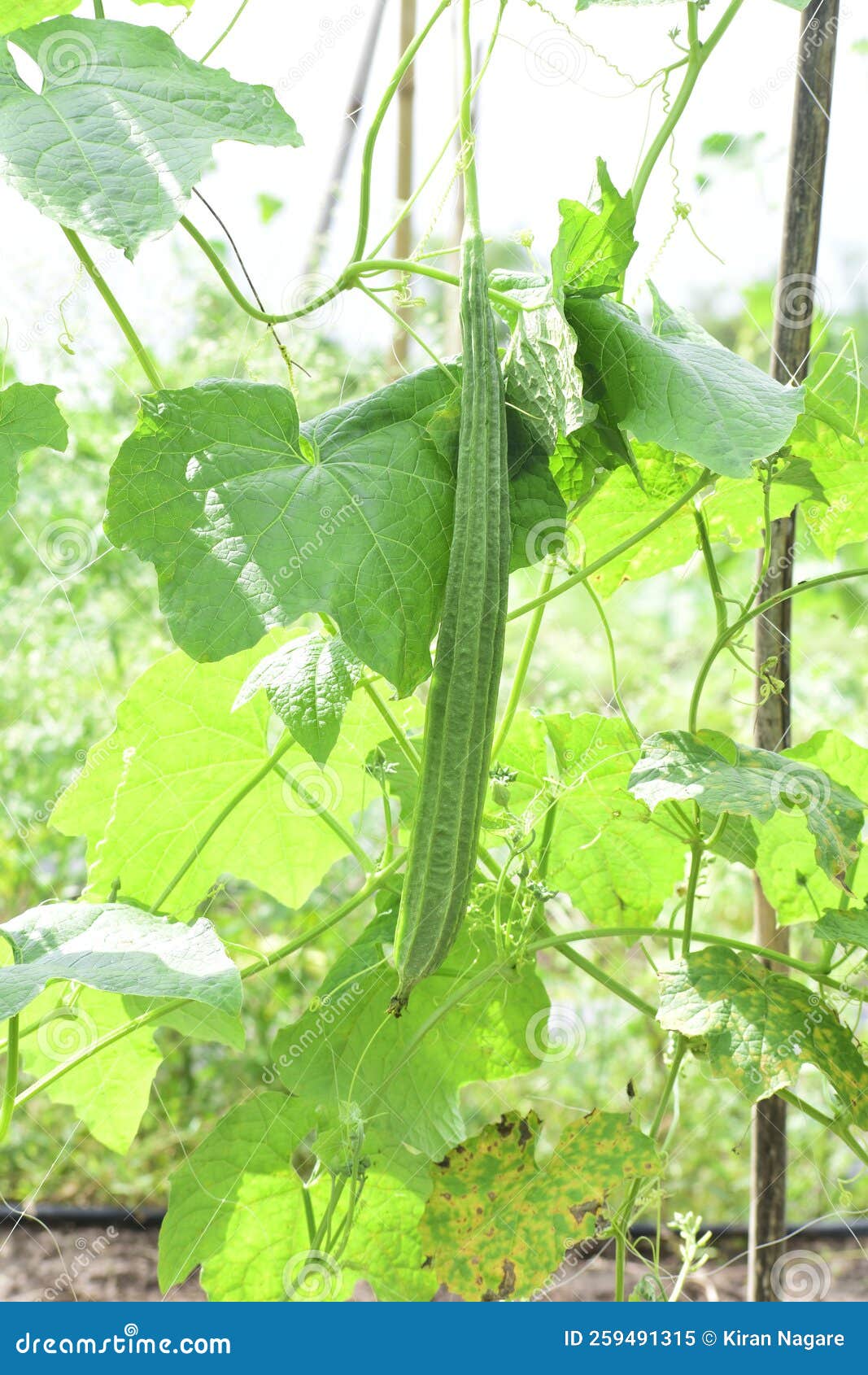 Fresh Angled Gourd, Ridge Gourd Stock Image - Image of texture, angled ...