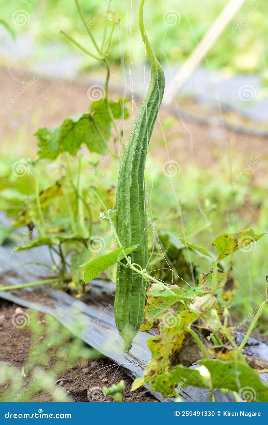Fresh Angled Gourd, Ridge Gourd Stock Photo - Image of traditional ...