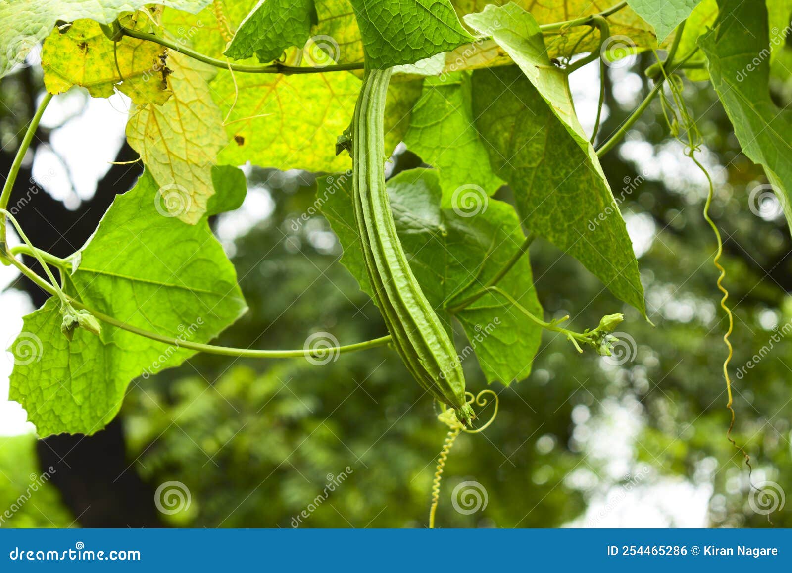 Fresh Angled Gourd Vegetable Stock Photo - Image of tropical, diet ...