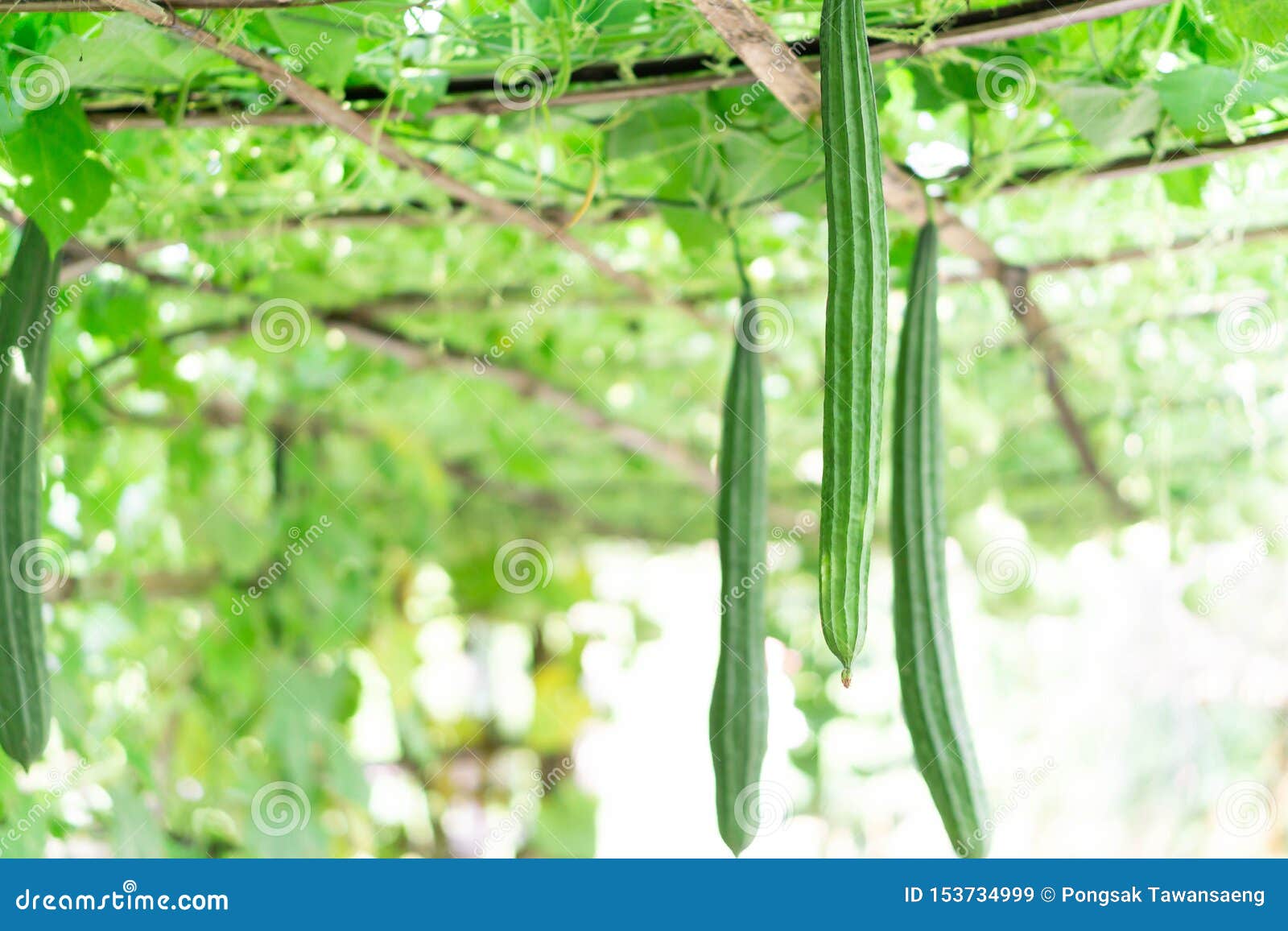 Fresh Angled Gourd Vegetable on Branch, Selective Focus Stock Image ...