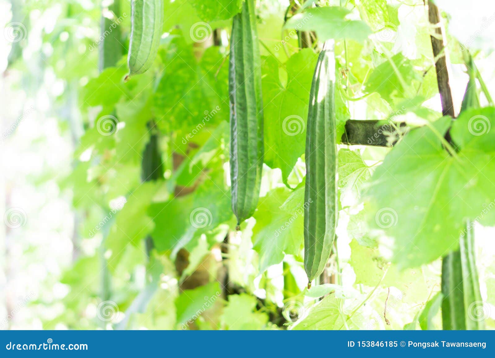 Fresh Angled Gourd Vegetable on Branch, Selective Focus Stock Image ...
