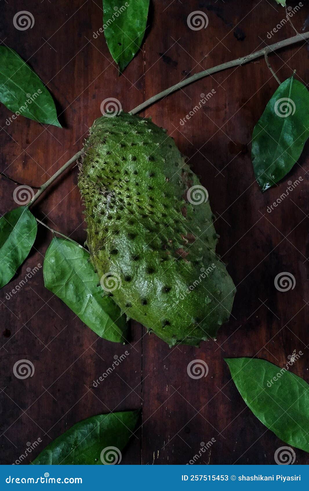 Fresh Anoda Fruit in Dark Mood Stock Image - Image of anoda, branch ...