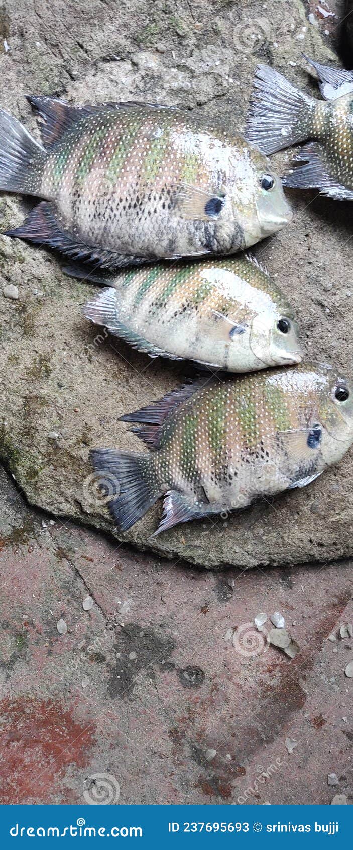 Fresh Apollo Fish in the Market Ready for Sale Stock Image - Image of ...