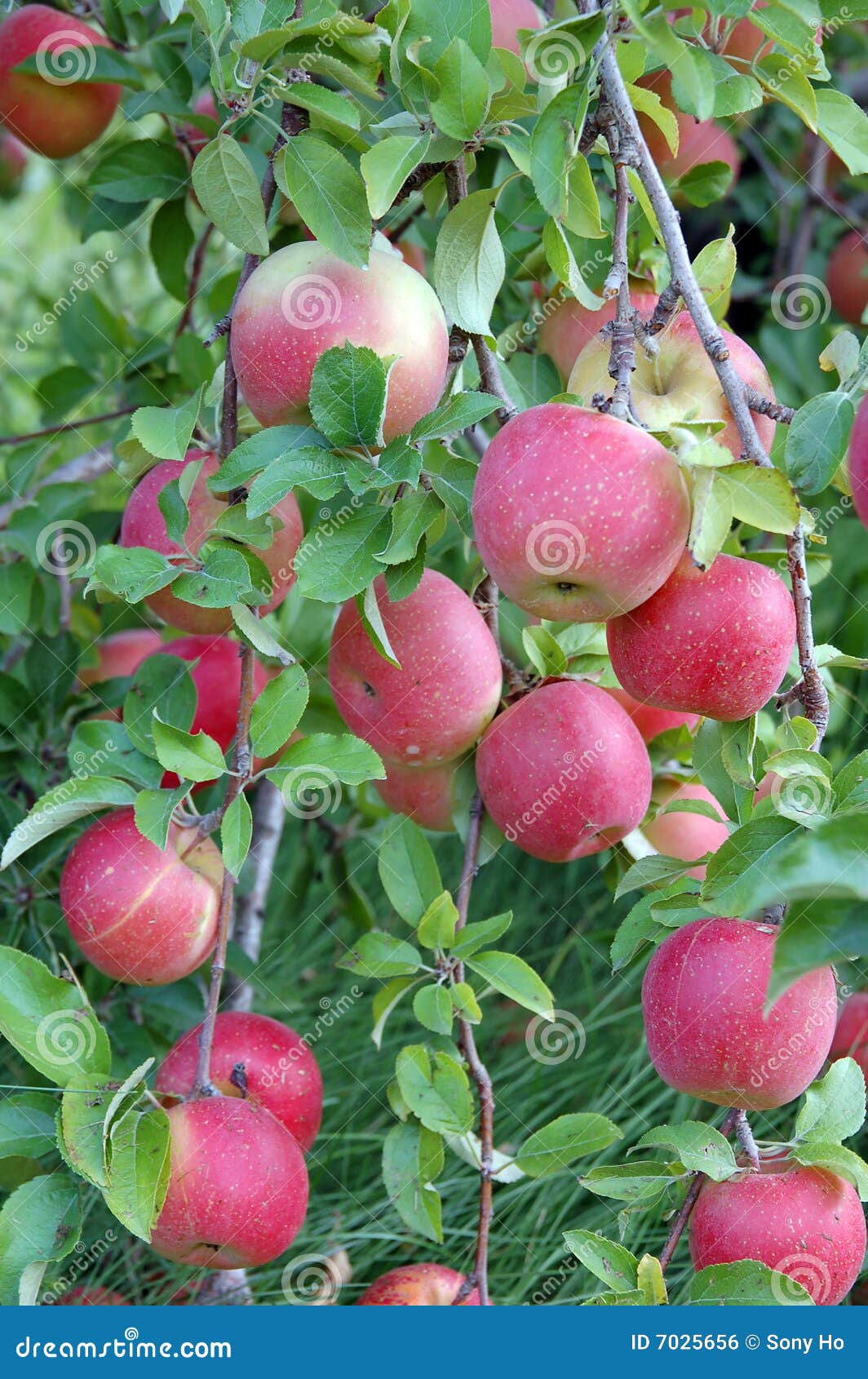 Fresh apple stock photo. Image of plant, grow, apple, food - 7025656