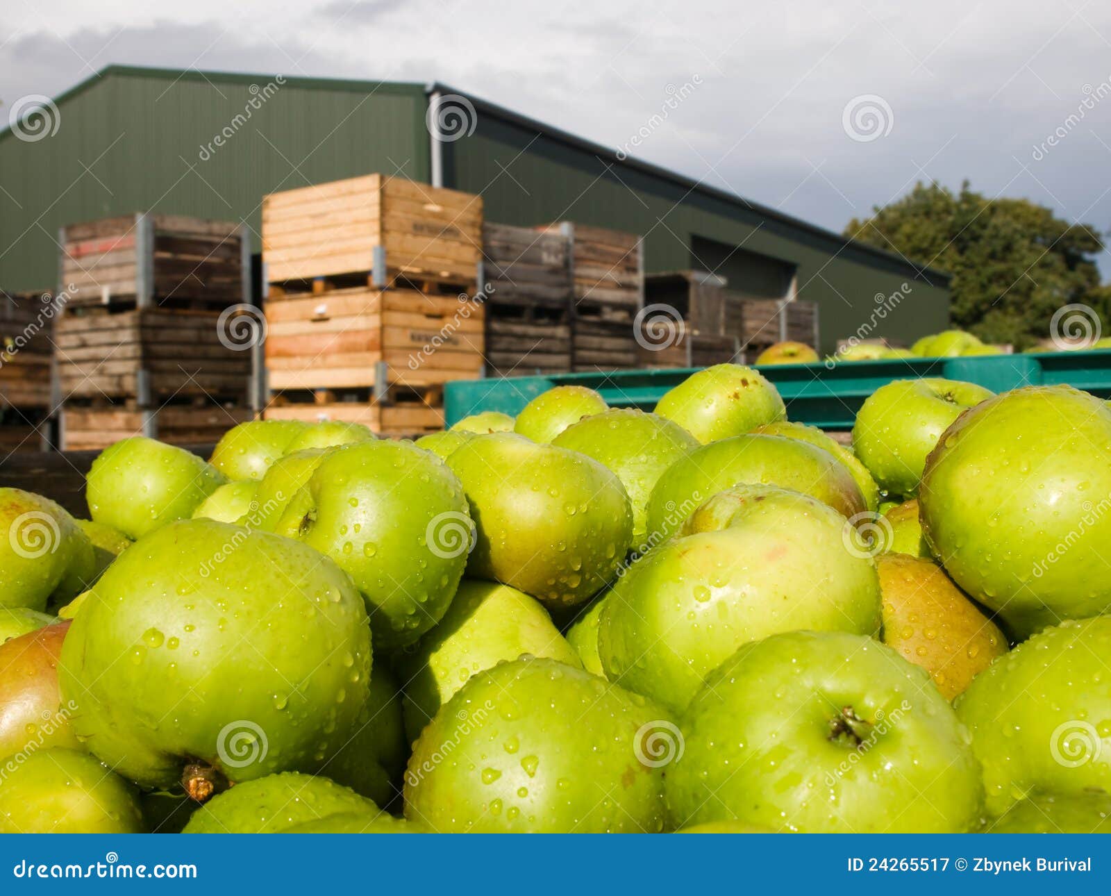 Fresh apple crop stock image. Image of sweet, rural, nutrition - 24265517