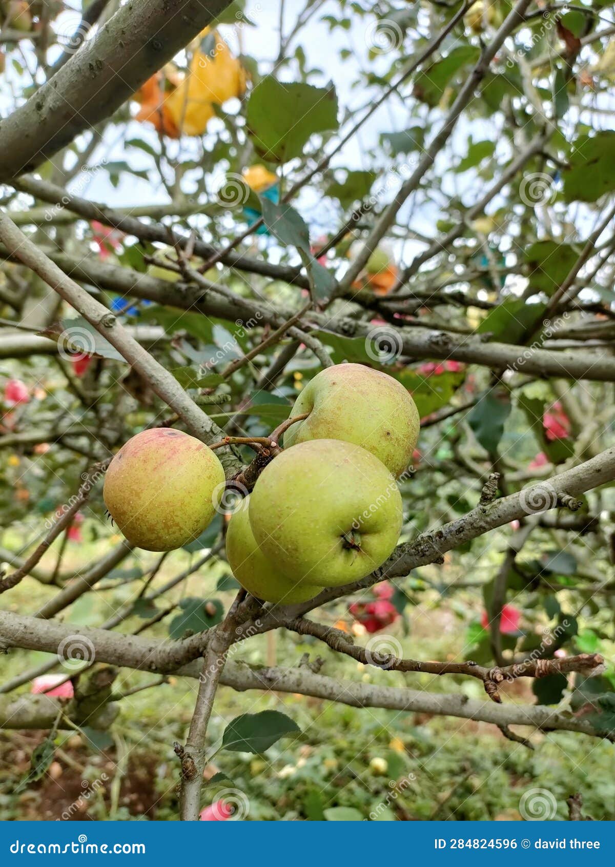 Fresh Apple Fruit in the Garden Stock Photo - Image of nature, berry ...