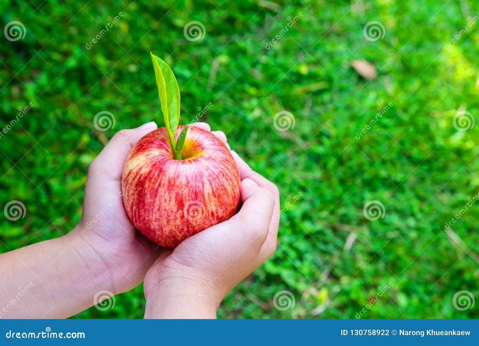 Fresh Apple Fruit in Hand.Give Apple.love Nature Stock Photo - Image of ...