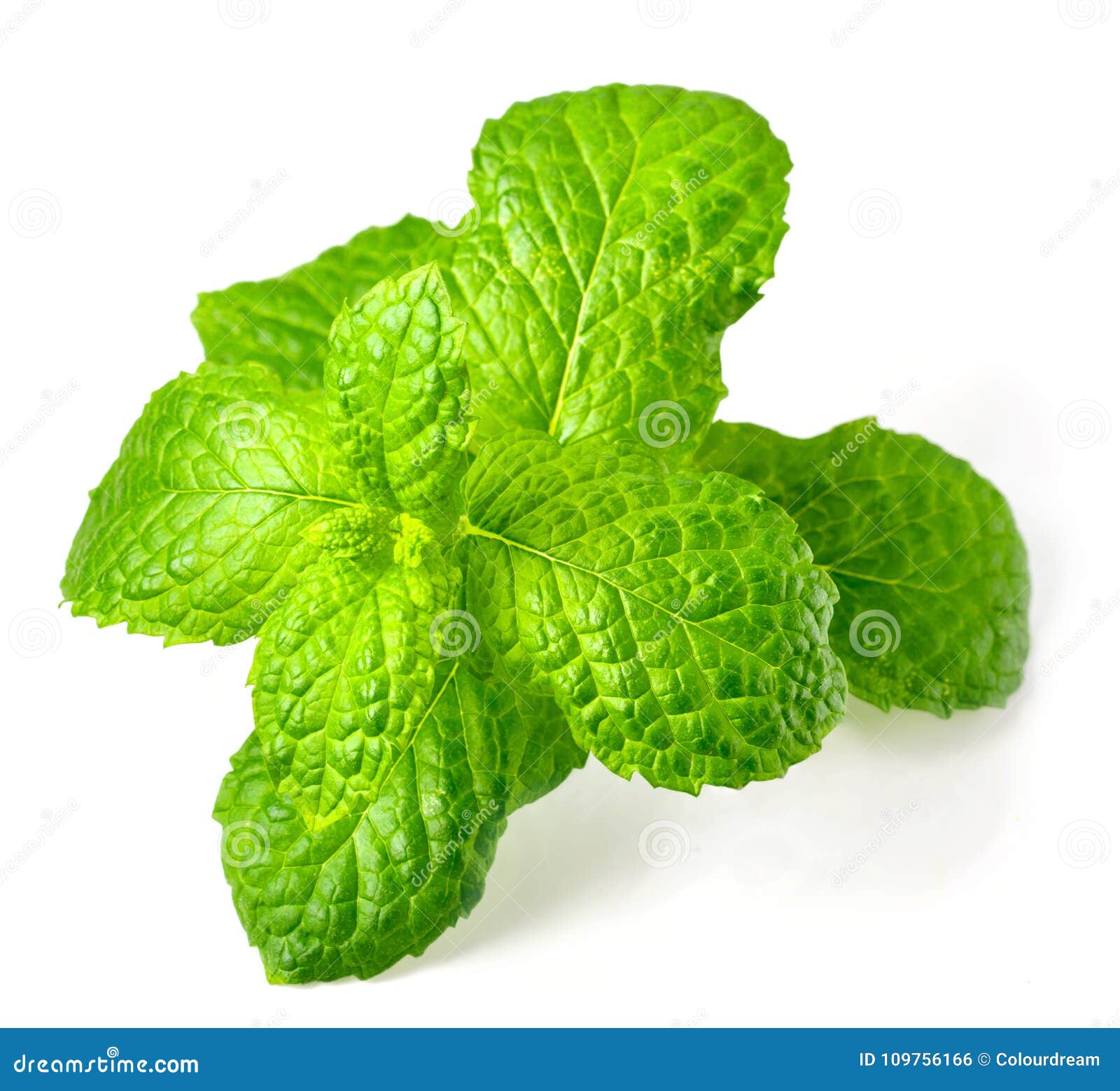 Fresh Apple Mint Leaves Isolated on White Stock Photo - Image of ...