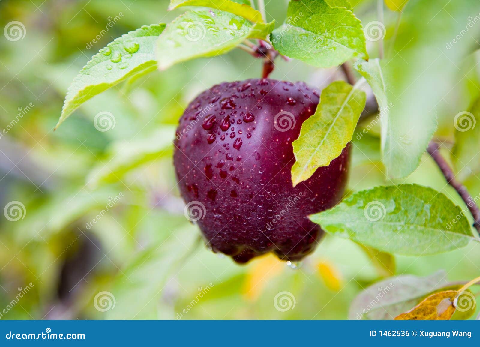 Fresh Apple And Rotten Apple Lying On A Gray Background. Good And Bad ...
