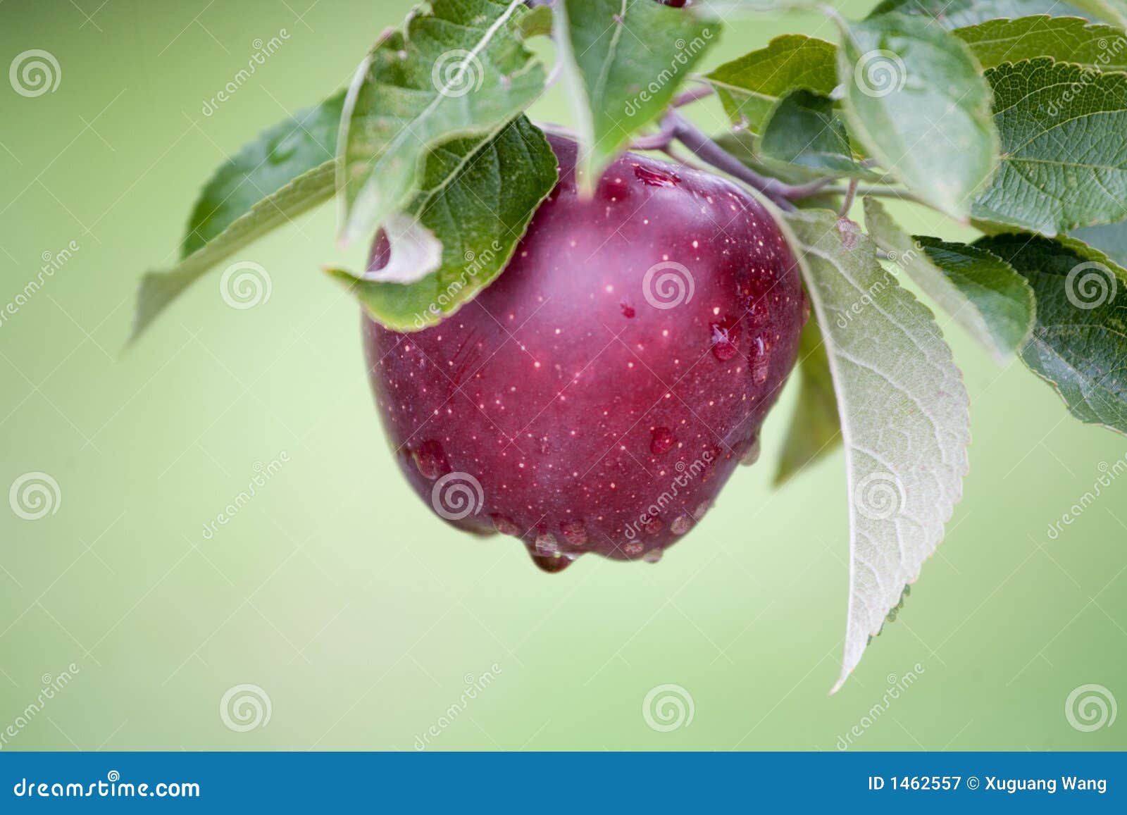 Fresh Apple And Rotten Apple Lying On A Gray Background. Good And Bad ...