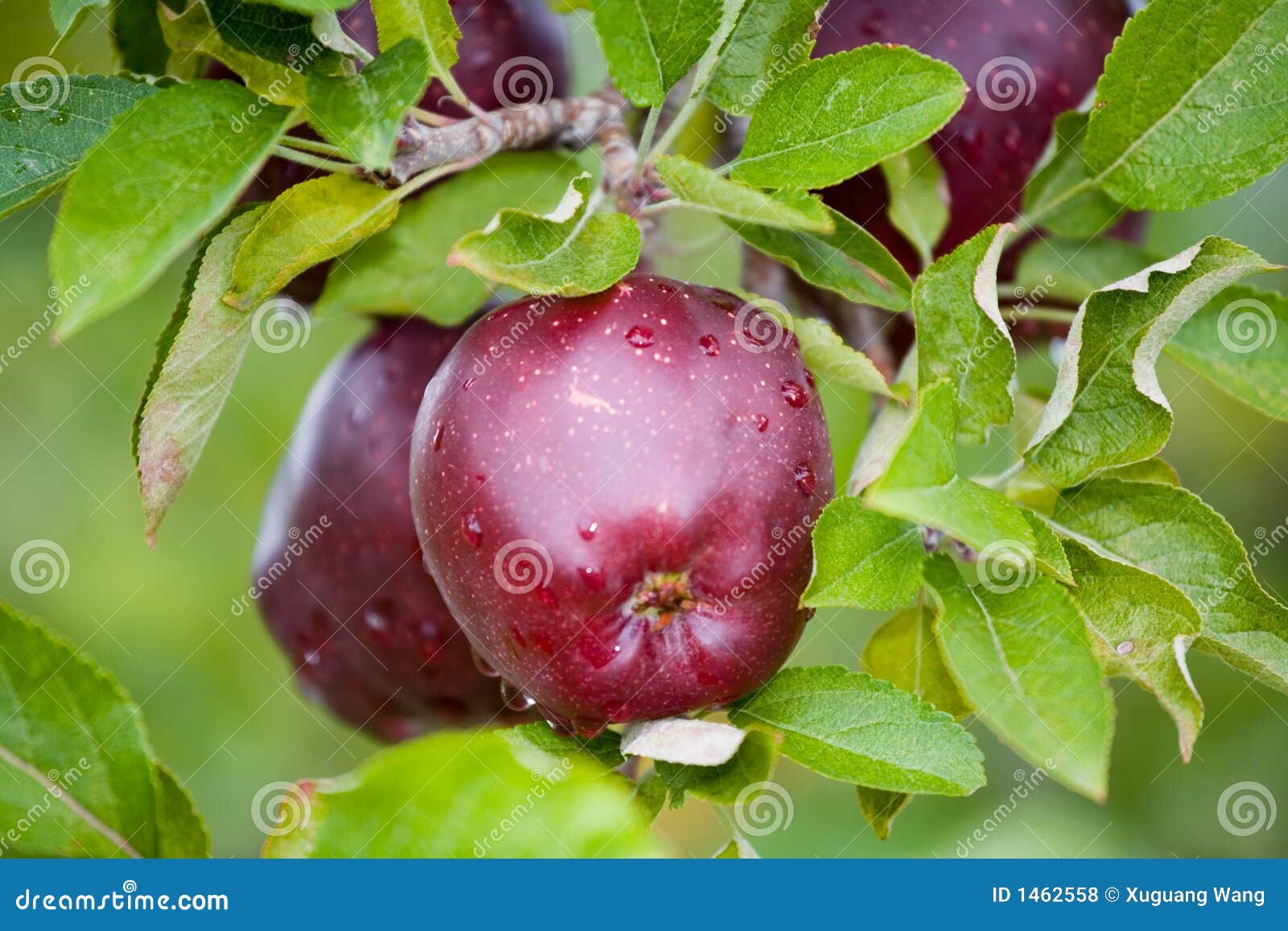 Fresh Apple And Rotten Apple Lying On A Gray Background. Good And Bad ...