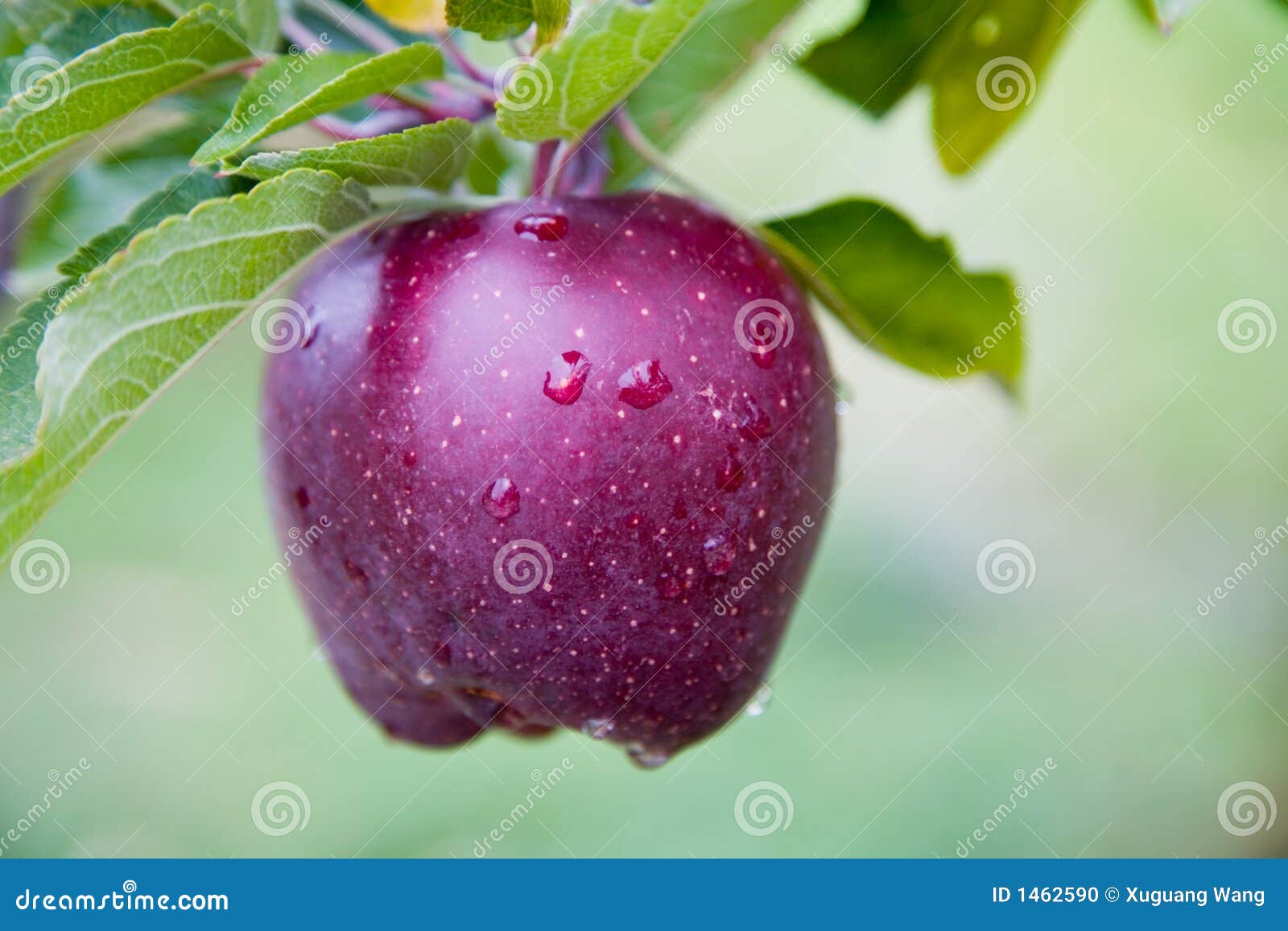 Fresh Apple still on Trees stock photo. Image of autumn - 1462590