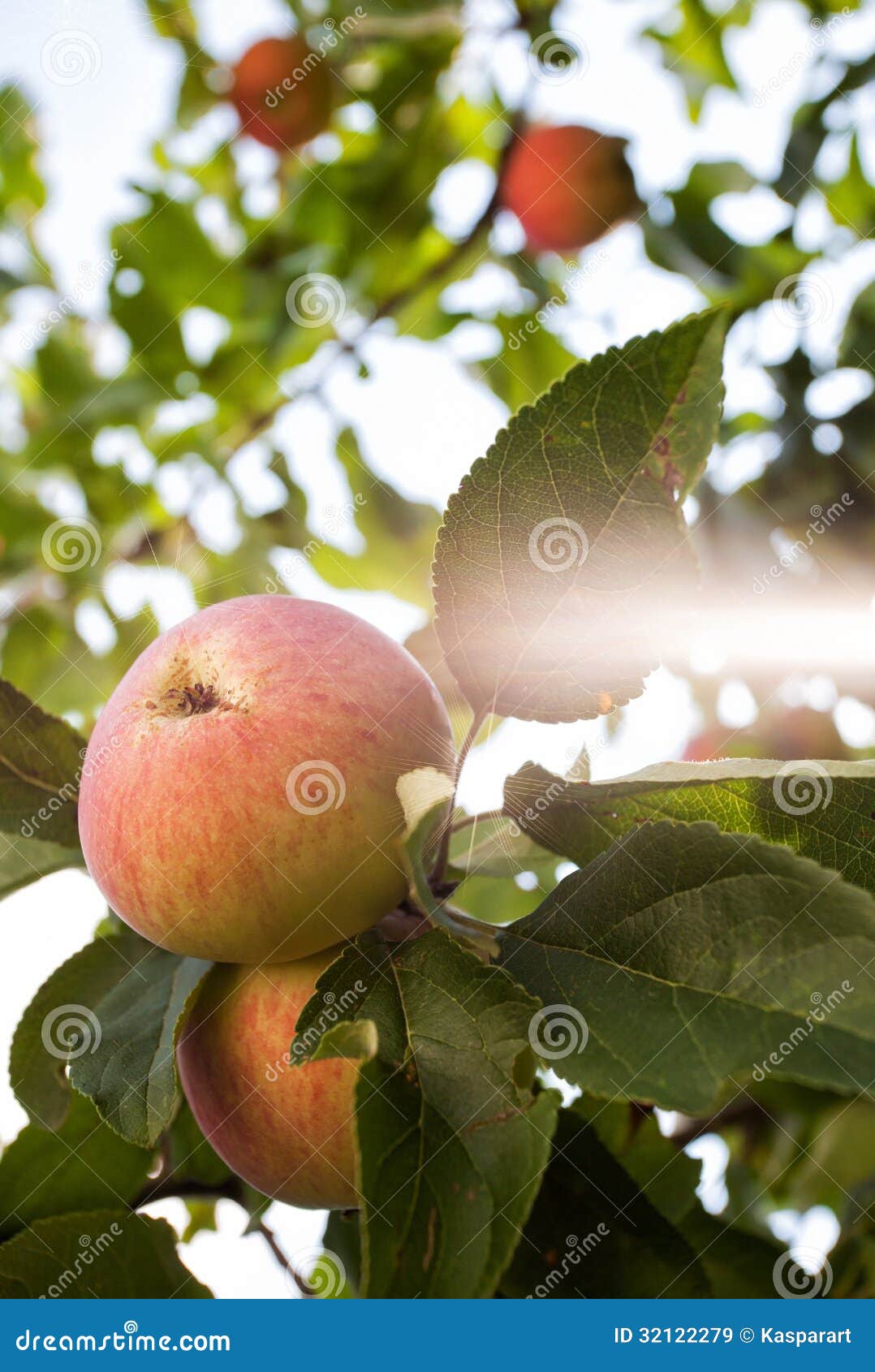 Fresh apple on tree stock image. Image of growth, leaf - 32122279