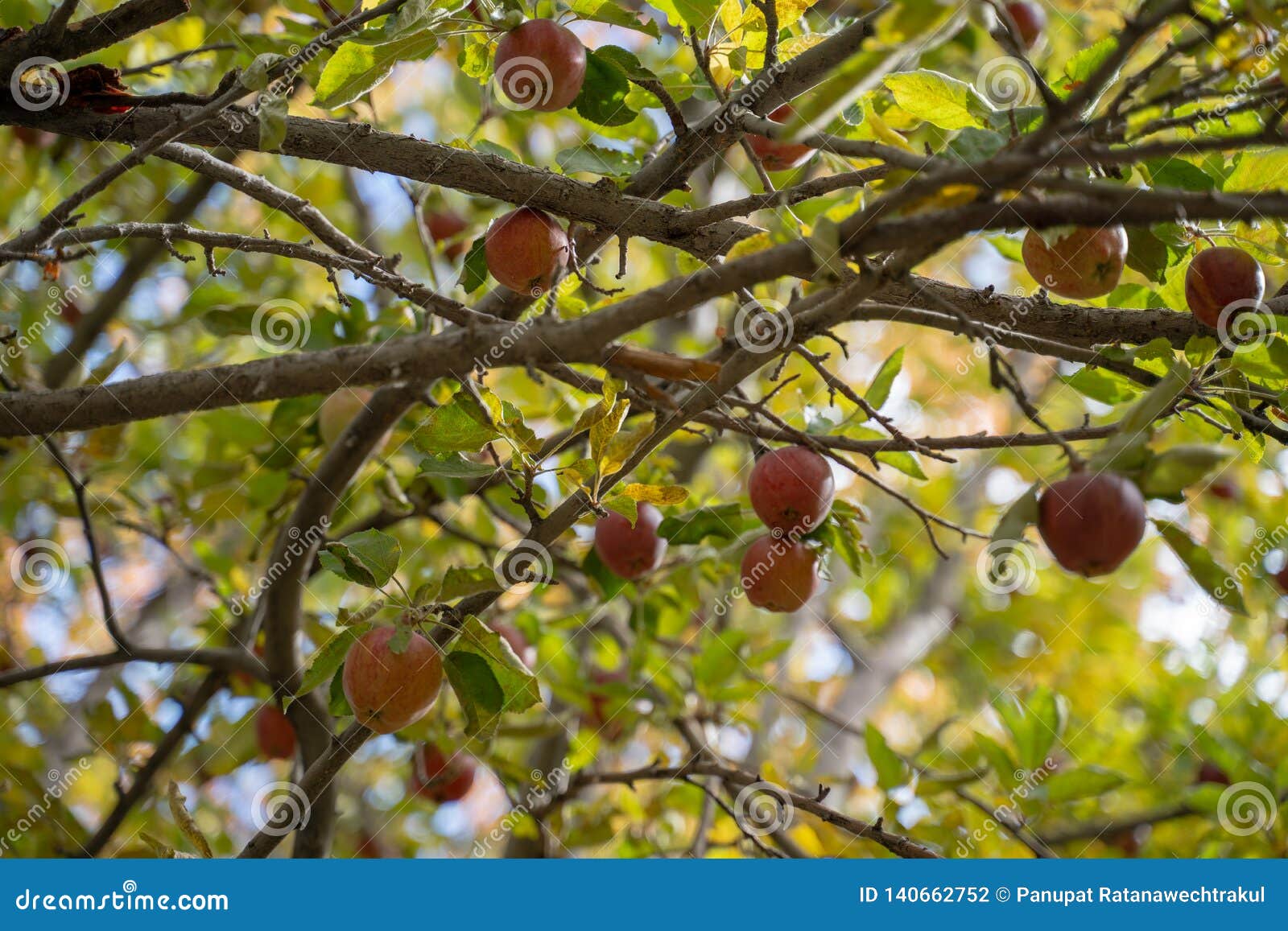 A Fresh Apple on the Apple Tree in the Garden Stock Photo - Image of ...