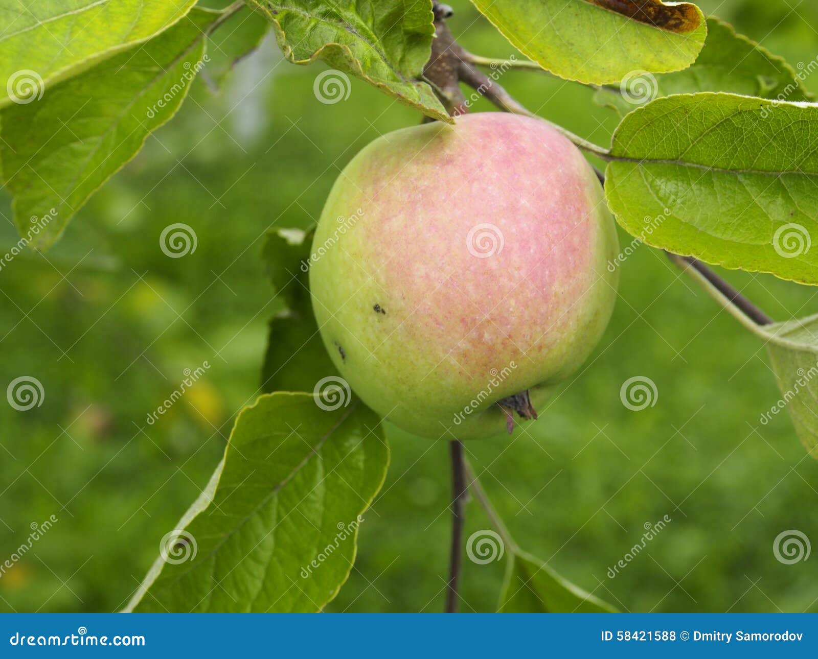 Fresh apple on a tree stock photo. Image of digital, fruity - 58421588
