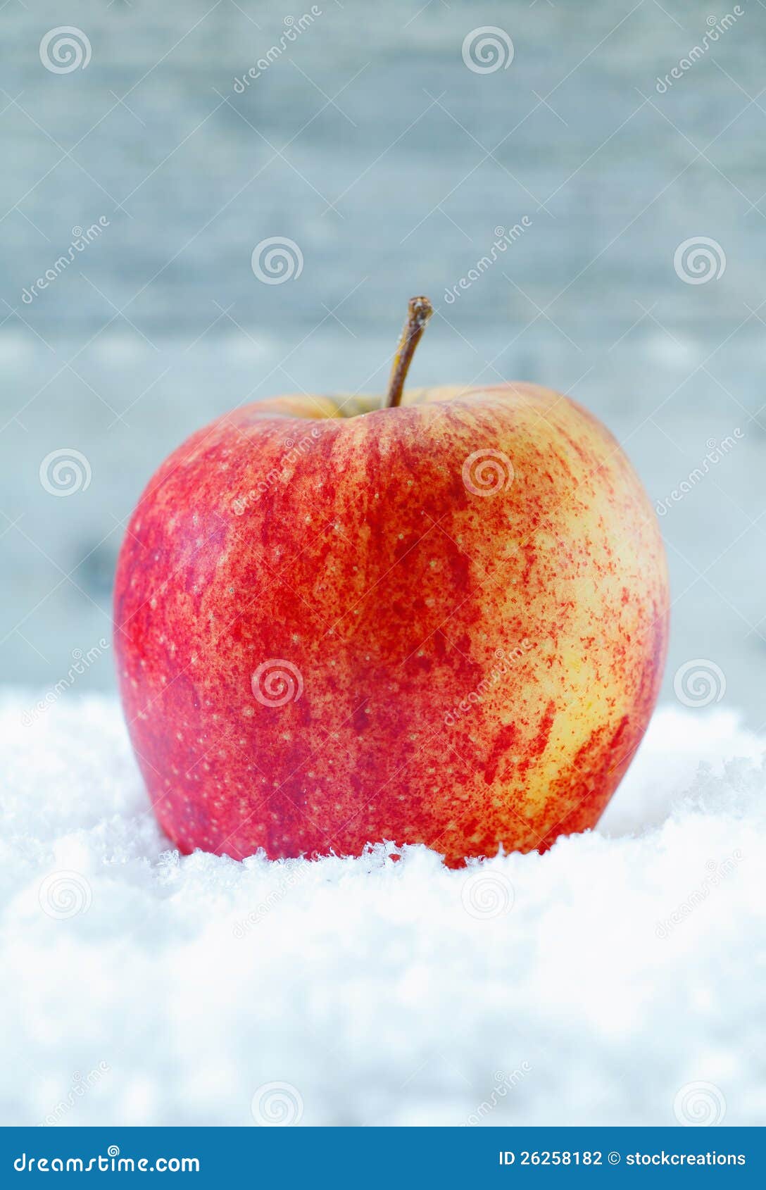 Fresh apple in winter snow stock photo. Image of tempting - 26258182