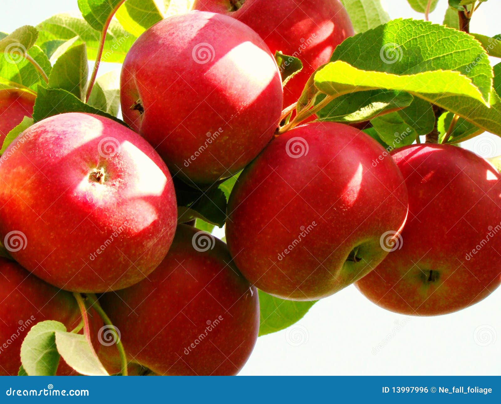 Fresh Apples stock photo. Image of leaf, ripe, orchard - 13997996