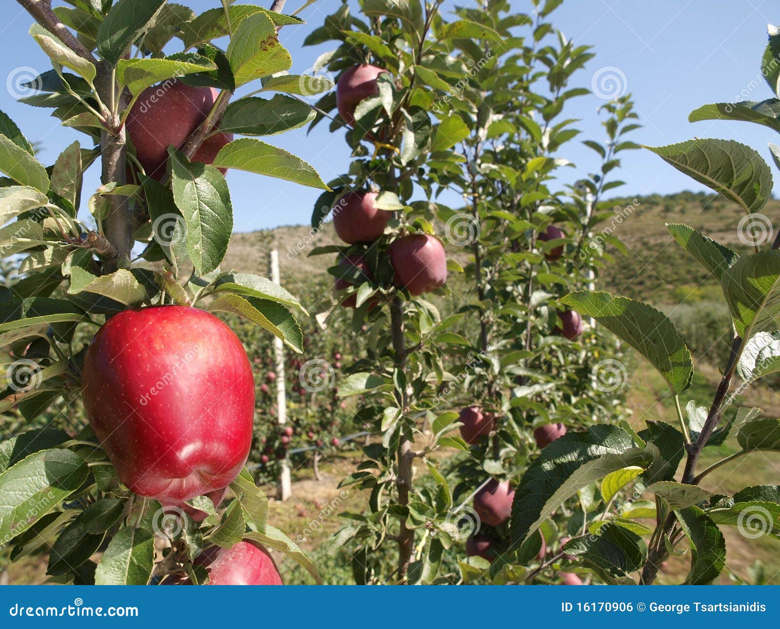 Fresh apples stock photo. Image of plant, juicy, tree - 16170906