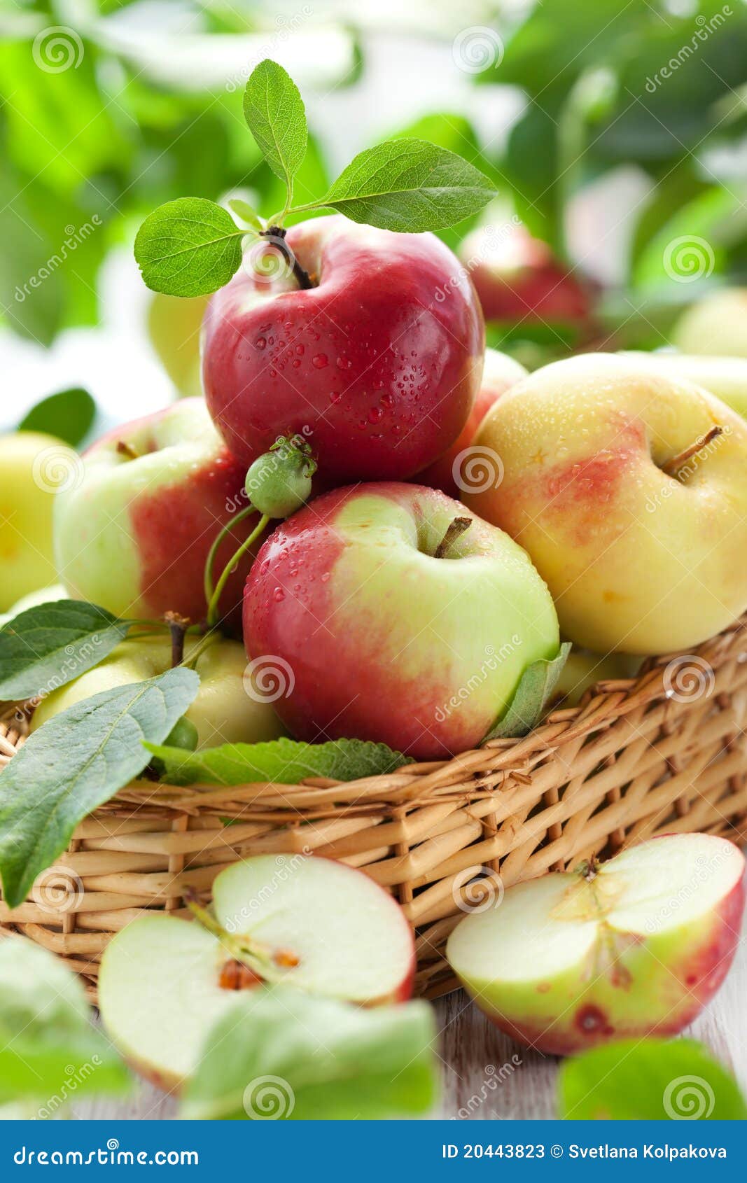 Fresh apples stock image. Image of harvest, delicious - 20443823