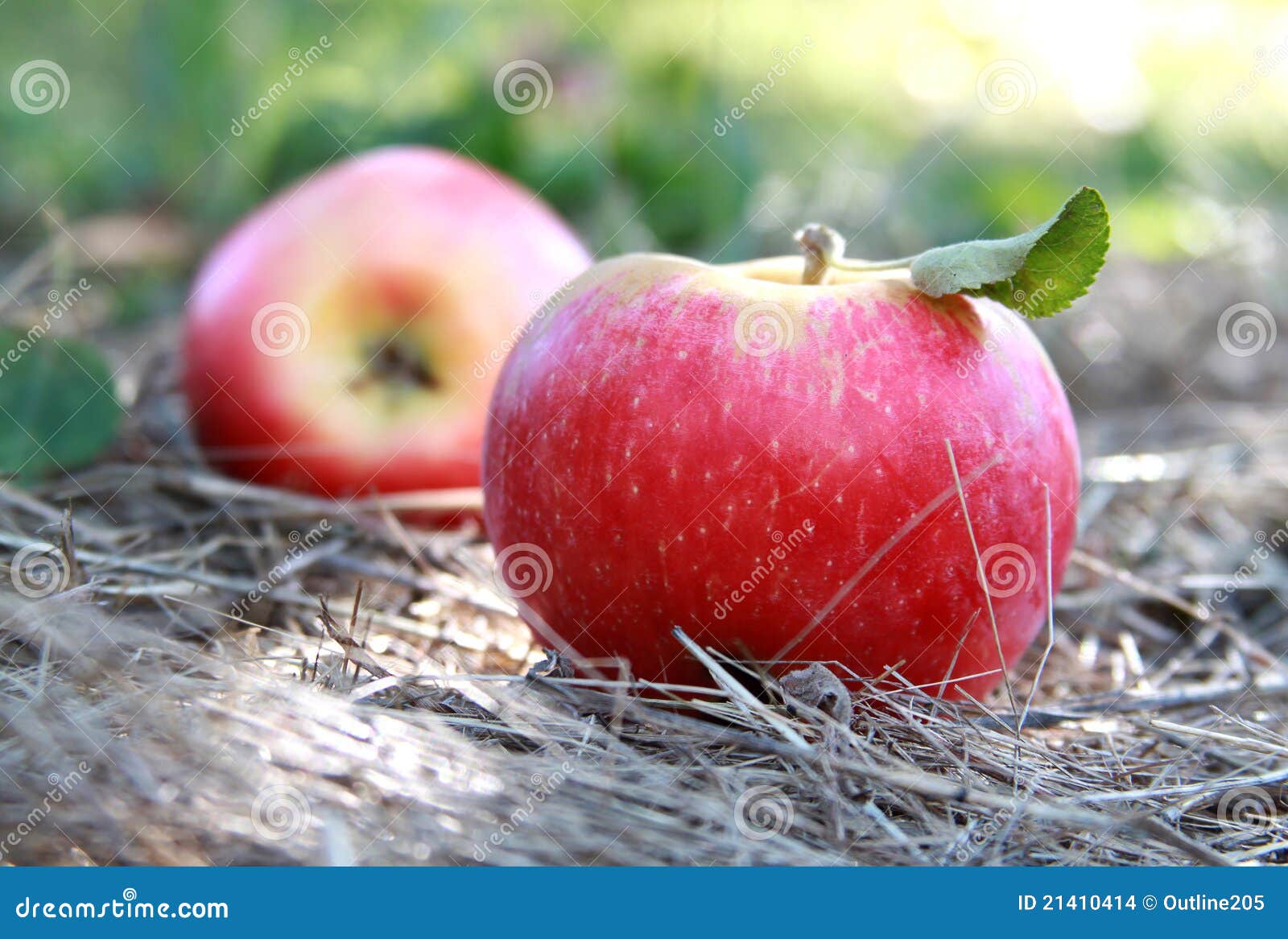 Fresh apples stock photo. Image of produce, fruit, apple - 21410414