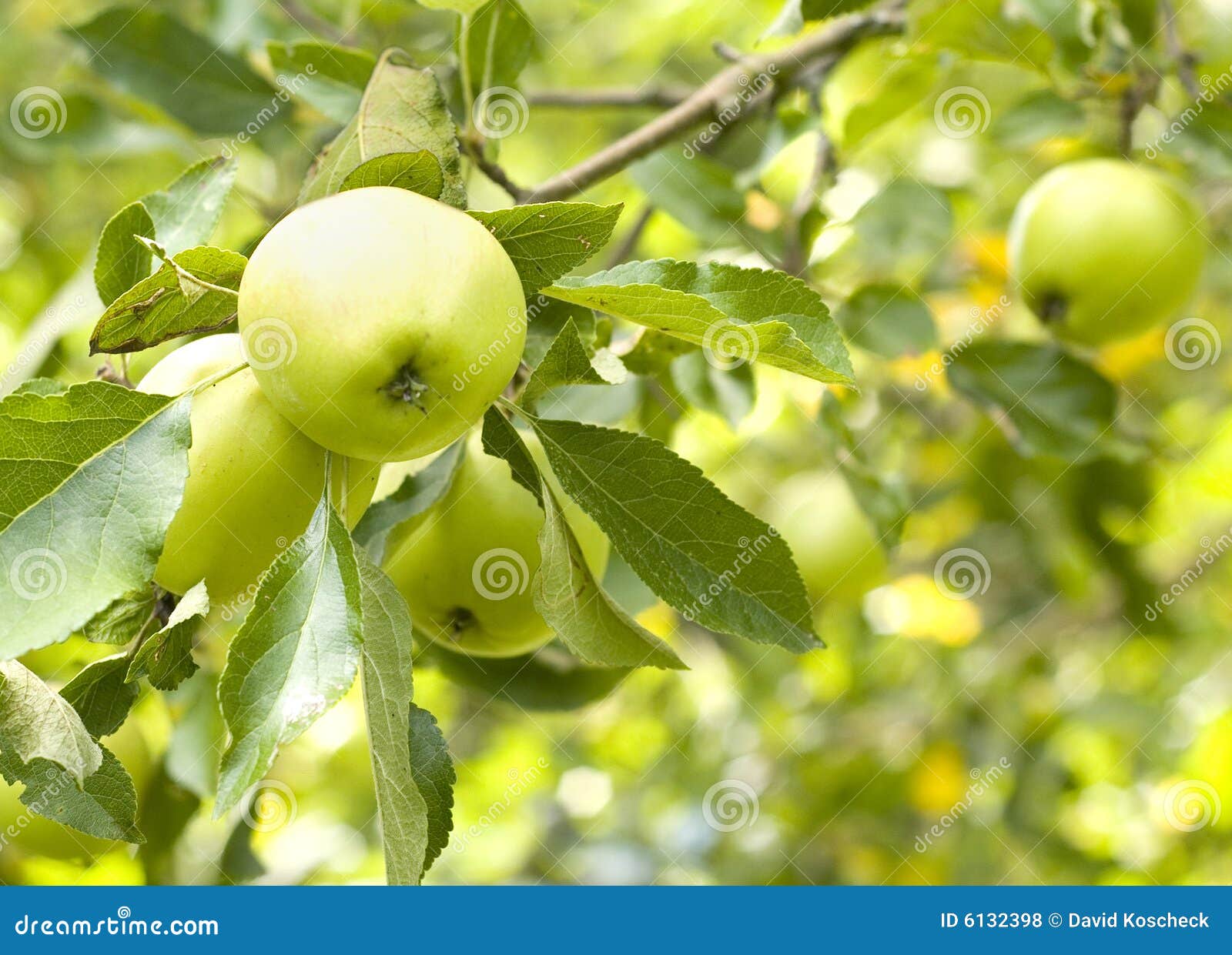 Fresh apples stock photo. Image of grove, farm, biology - 6132398