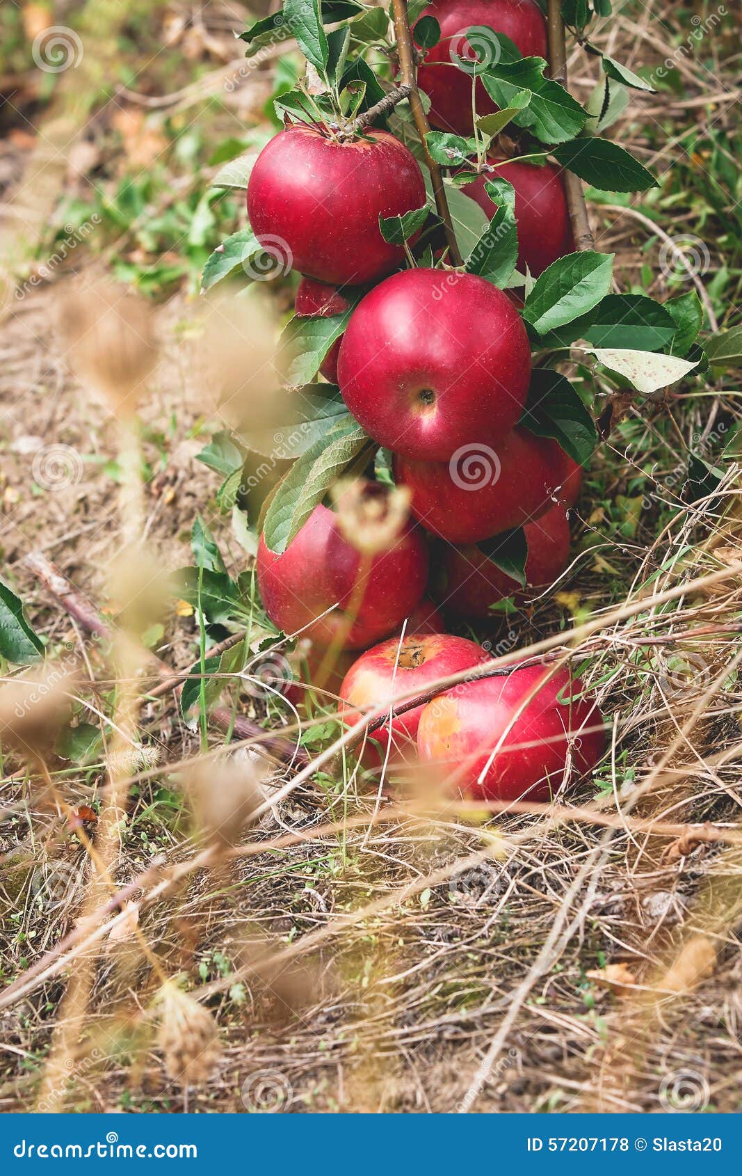 Fresh apples stock photo. Image of gardening, grass, ingredient - 57207178