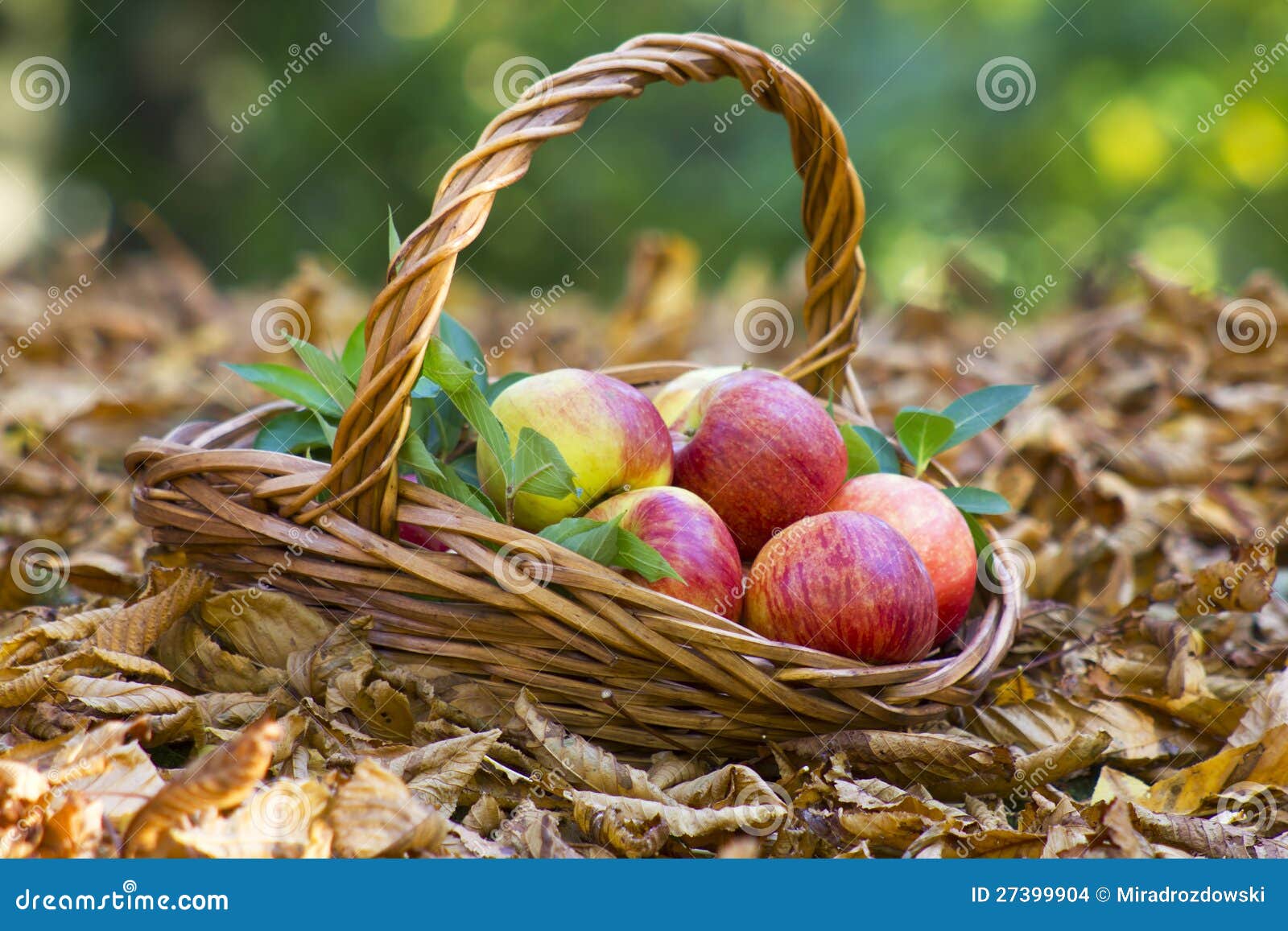 Fresh apples in a basket stock photo. Image of food, blurred - 27399904