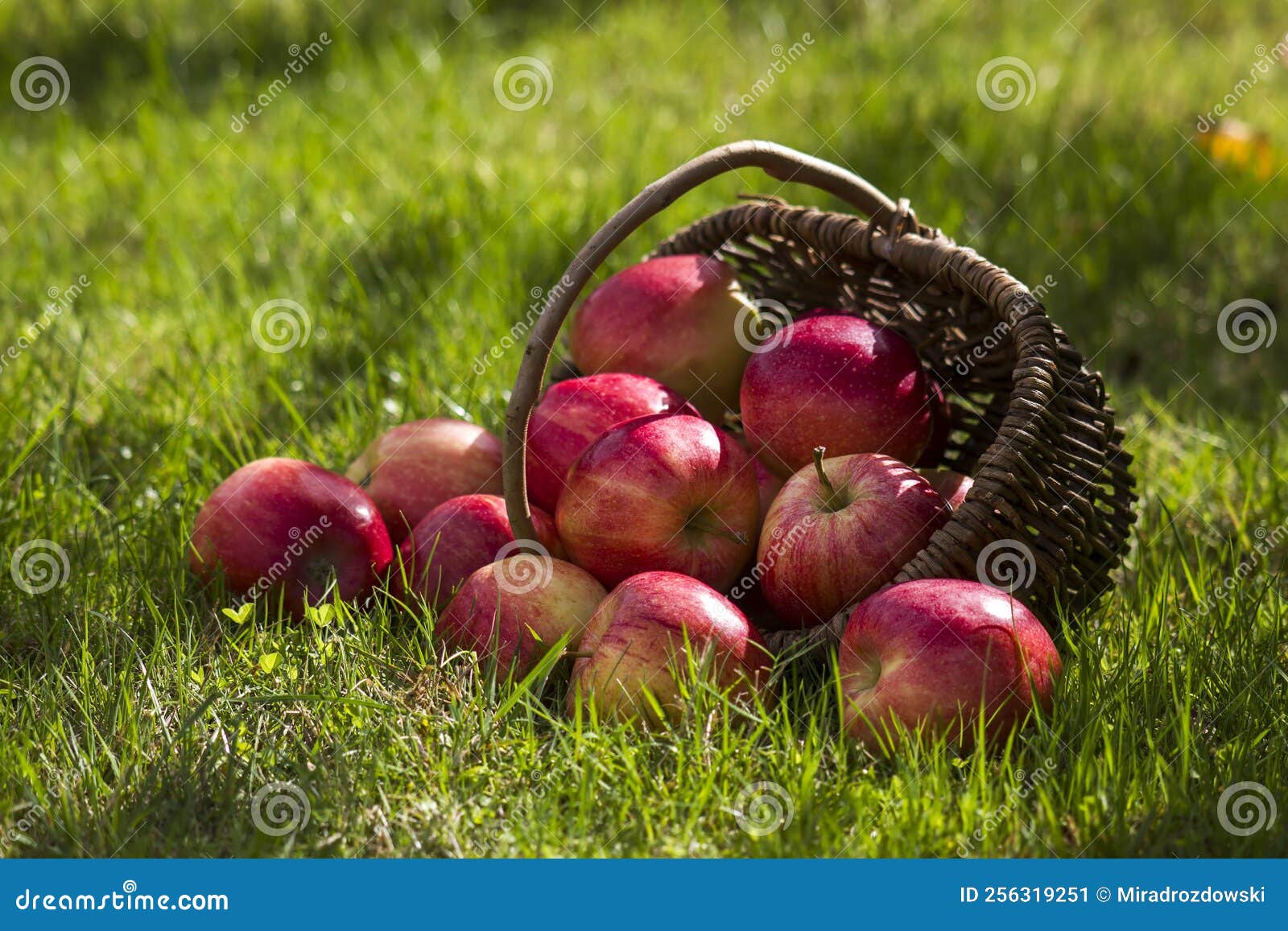 Fresh apples in a basket stock image. Image of freshness - 256319251