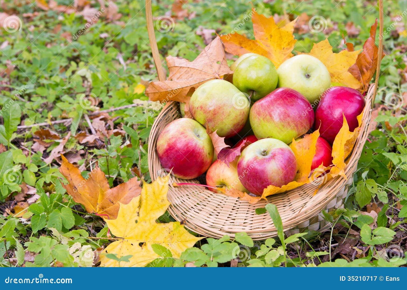 Fresh apples in basket stock image. Image of leaf, ripe - 35210717