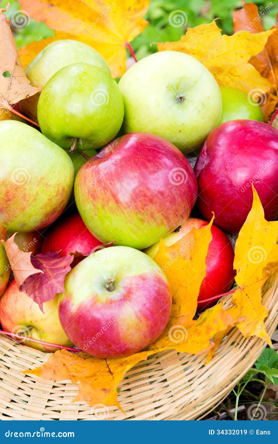 Fresh apples in basket stock image. Image of fresh, autumn - 34332019
