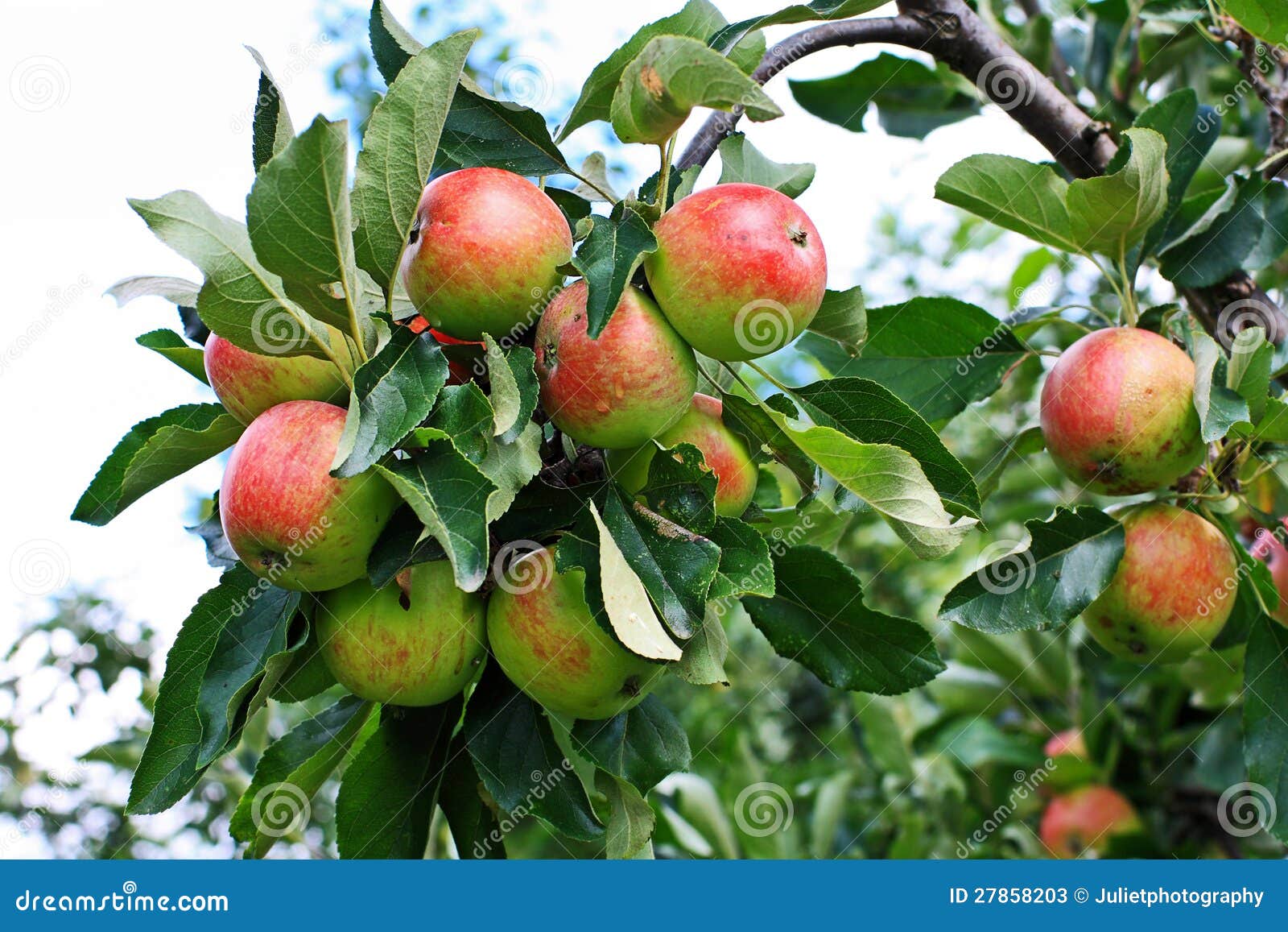 Fresh apples in the garden stock image. Image of garden - 27858203
