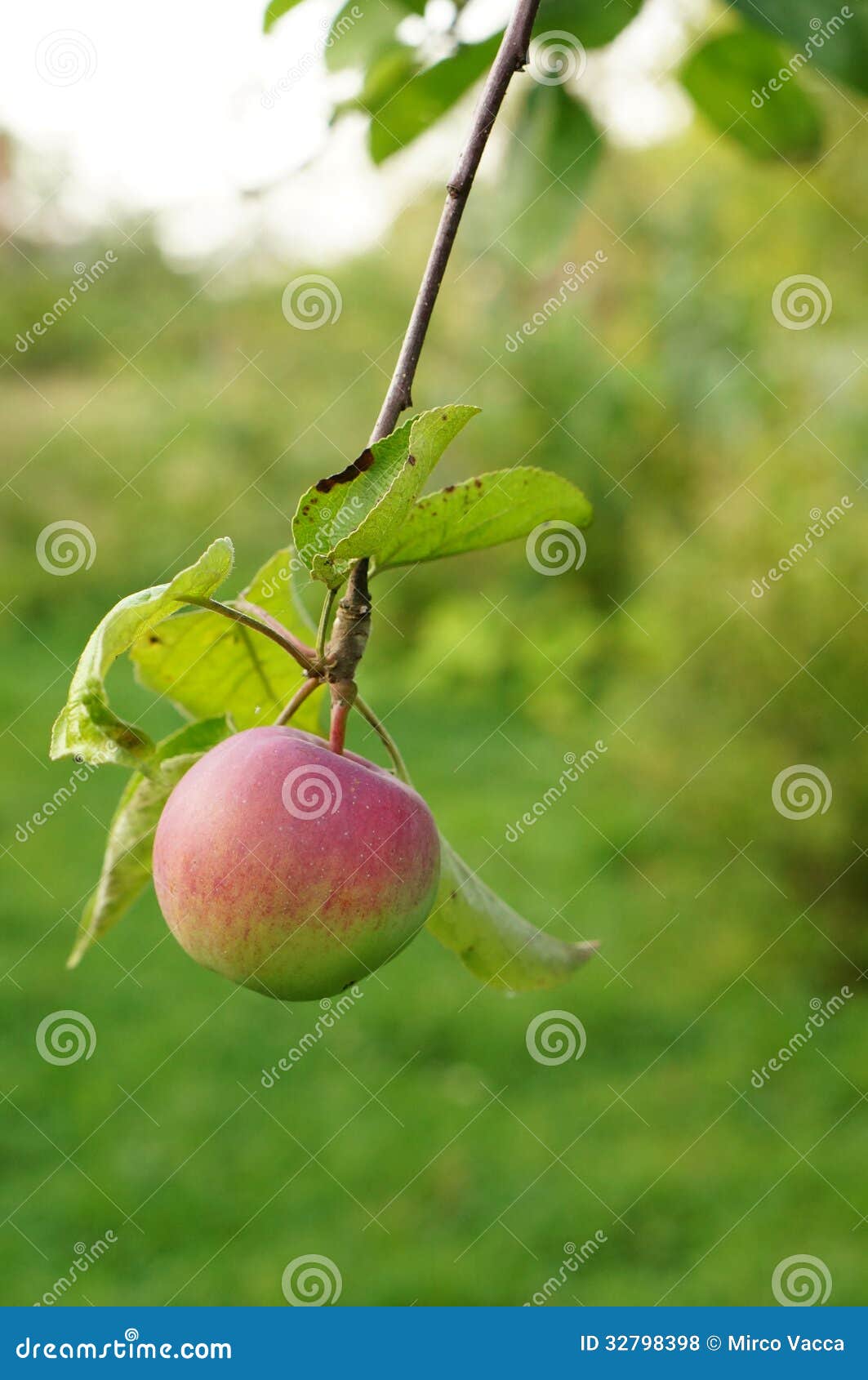 Hanging apple stock photo. Image of fruit, healthy, food - 32798398