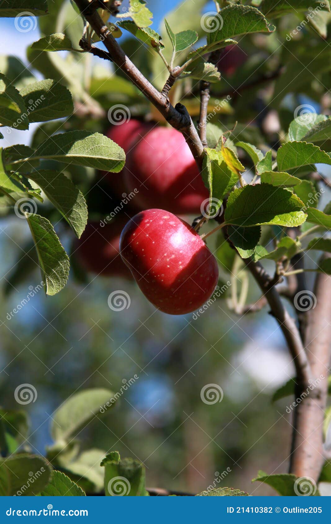 Fresh apples on tree stock photo. Image of orchards, nutrient - 21410382