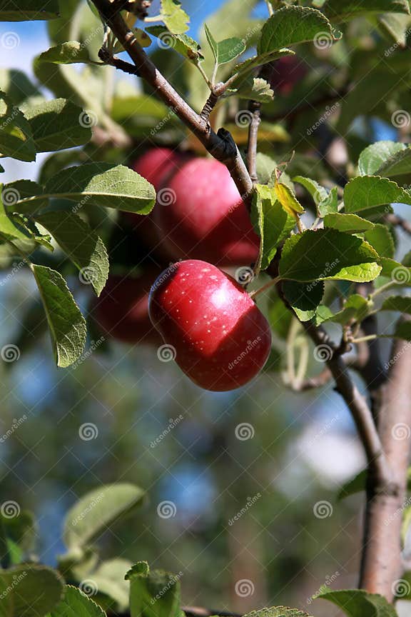 Fresh apples on tree stock photo. Image of orchards, nutrient - 21410382