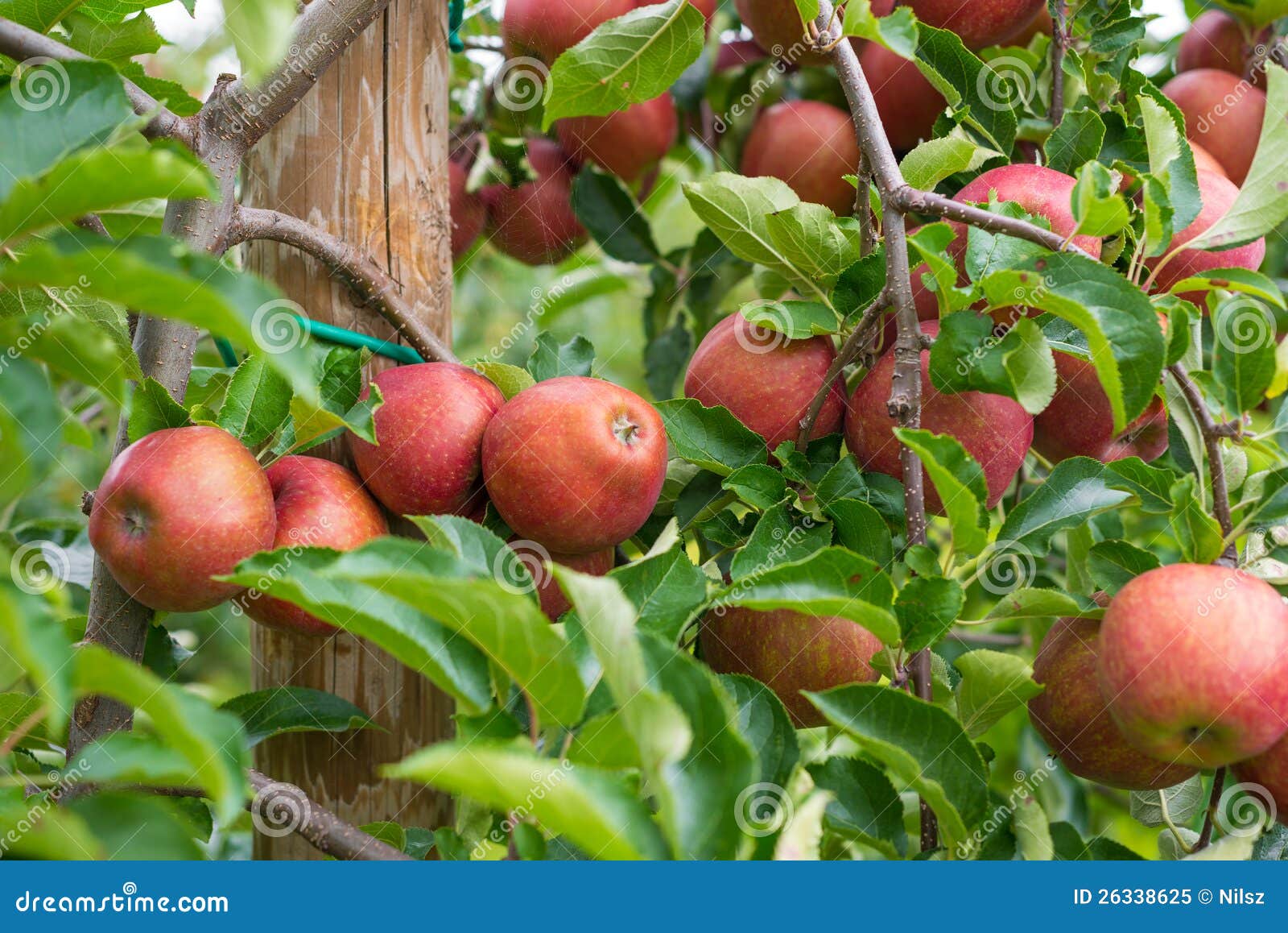 Fresh apples on tree stock image. Image of grow, countryside - 26338625